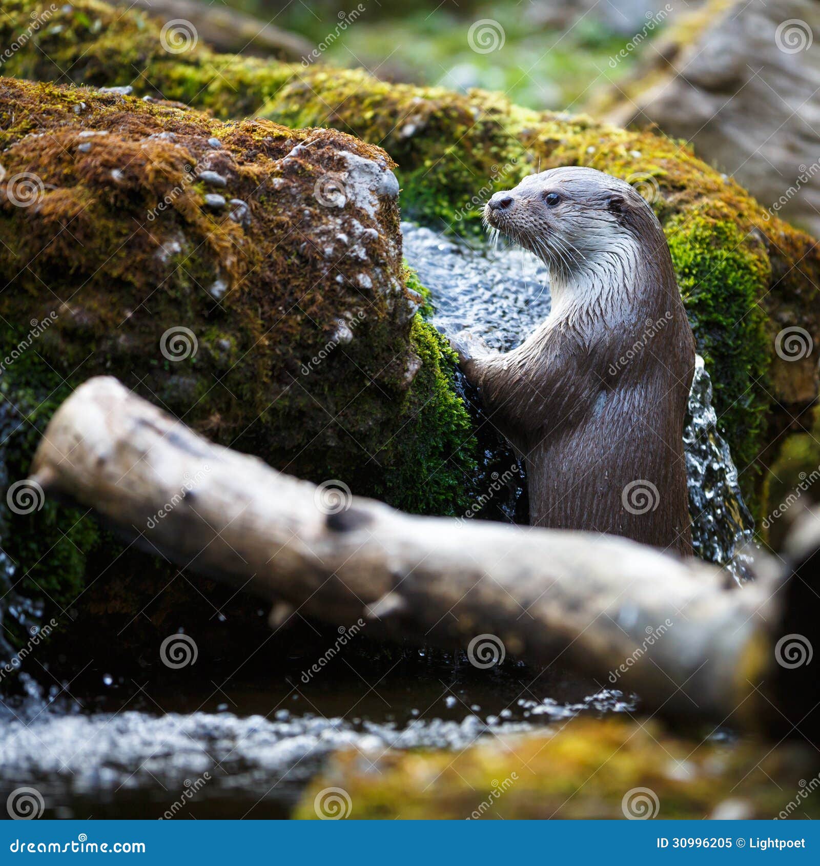 Eurasian Otter. Stock Photography | CartoonDealer.com #77343938