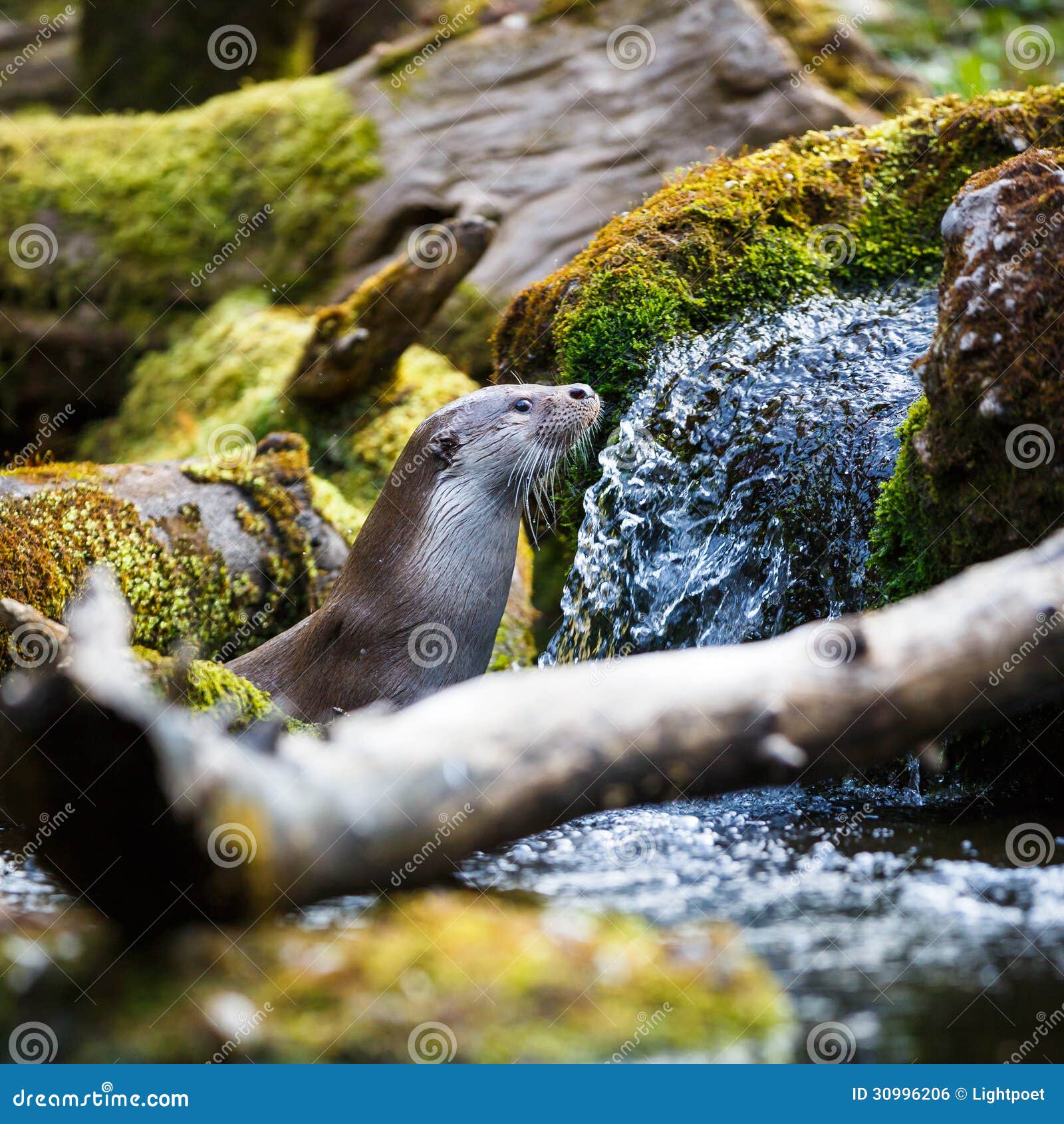 Eurasian Otter Lutra Lutra Stock Photography | CartoonDealer.com #135433046
