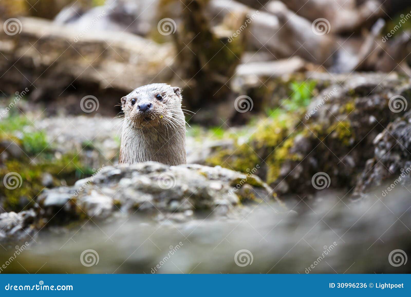 Eurasian Otter (Lutra Lutra) Stock Photo - Image of beautiful, cute ...