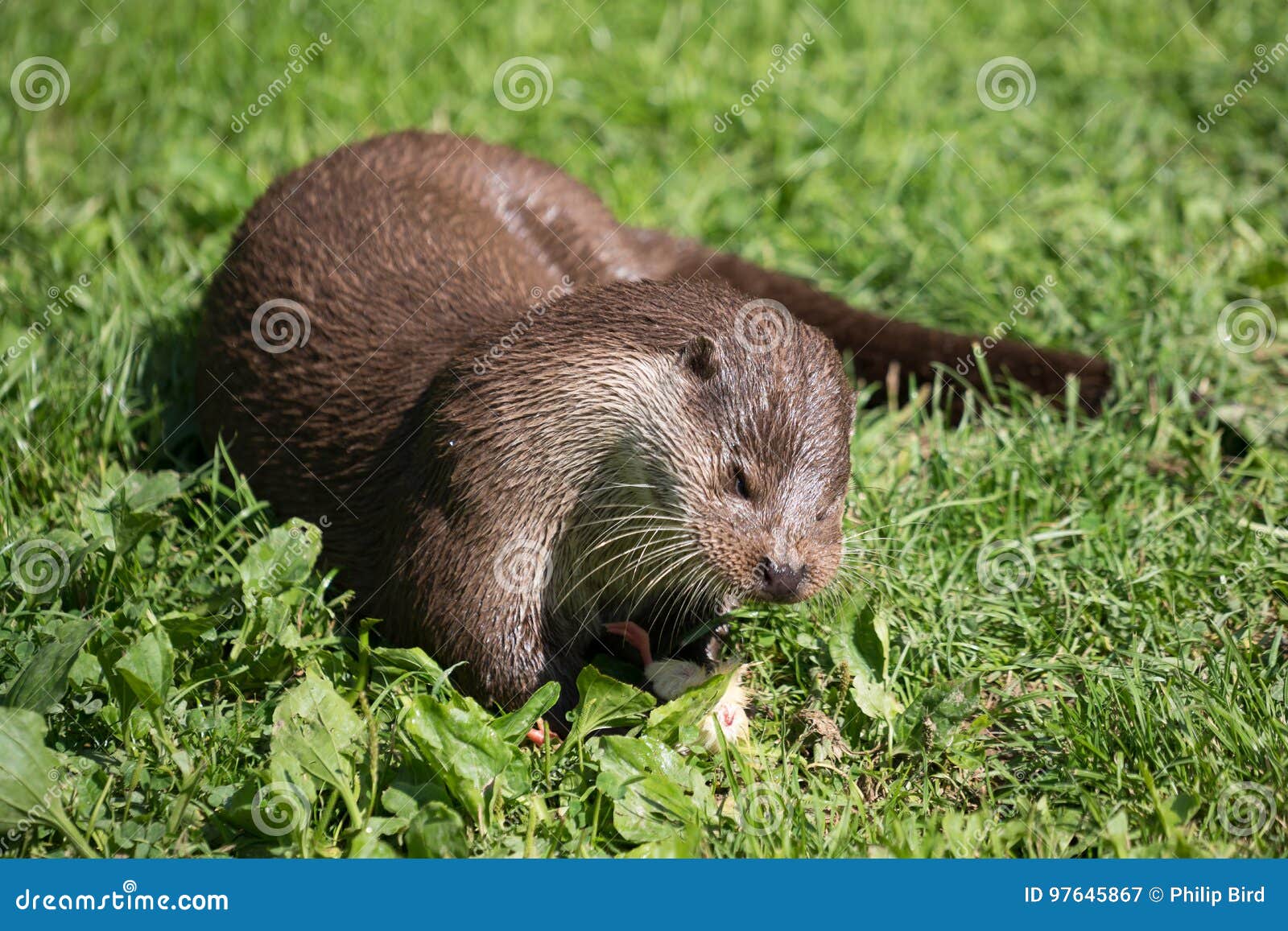 Eurasian Otter Lutra lutra stock image. Image of otter - 97645867