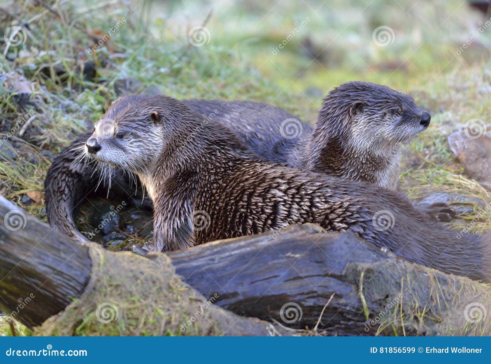 Eurasian Otters, Germany stock image. Image of park, europe - 81856599