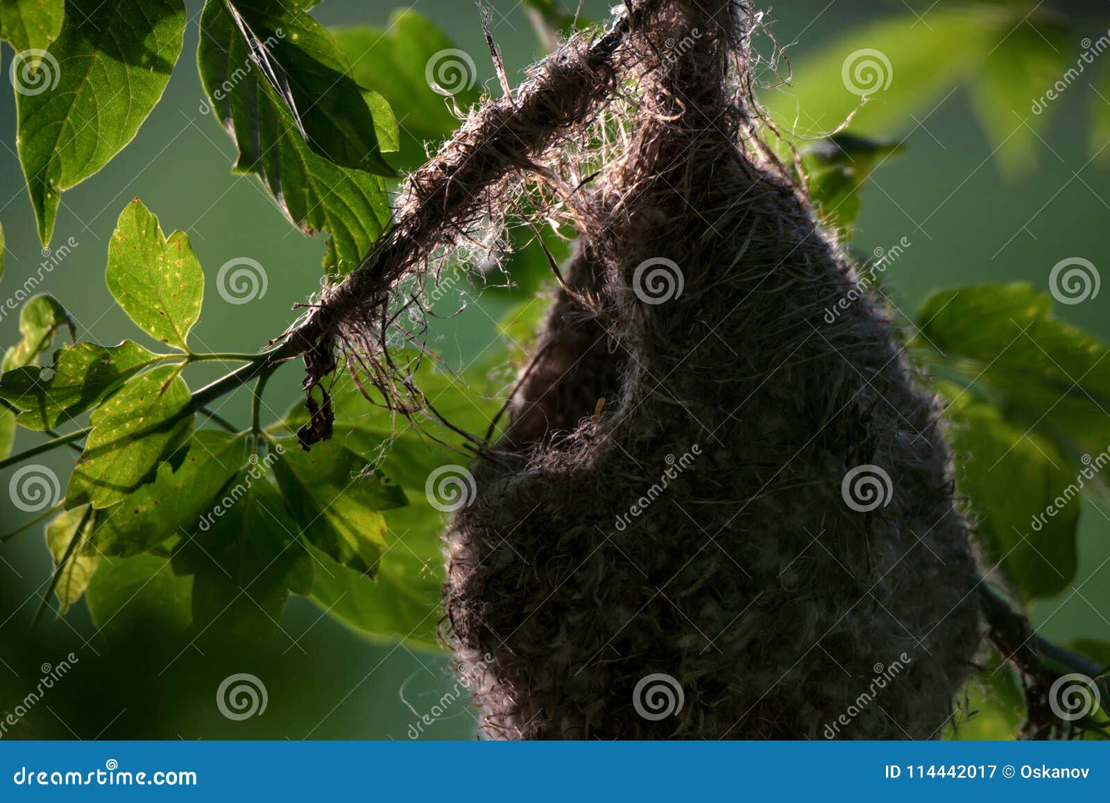 Eurasian Penduline Tit Nest Stock Image - Image of environment, little ...