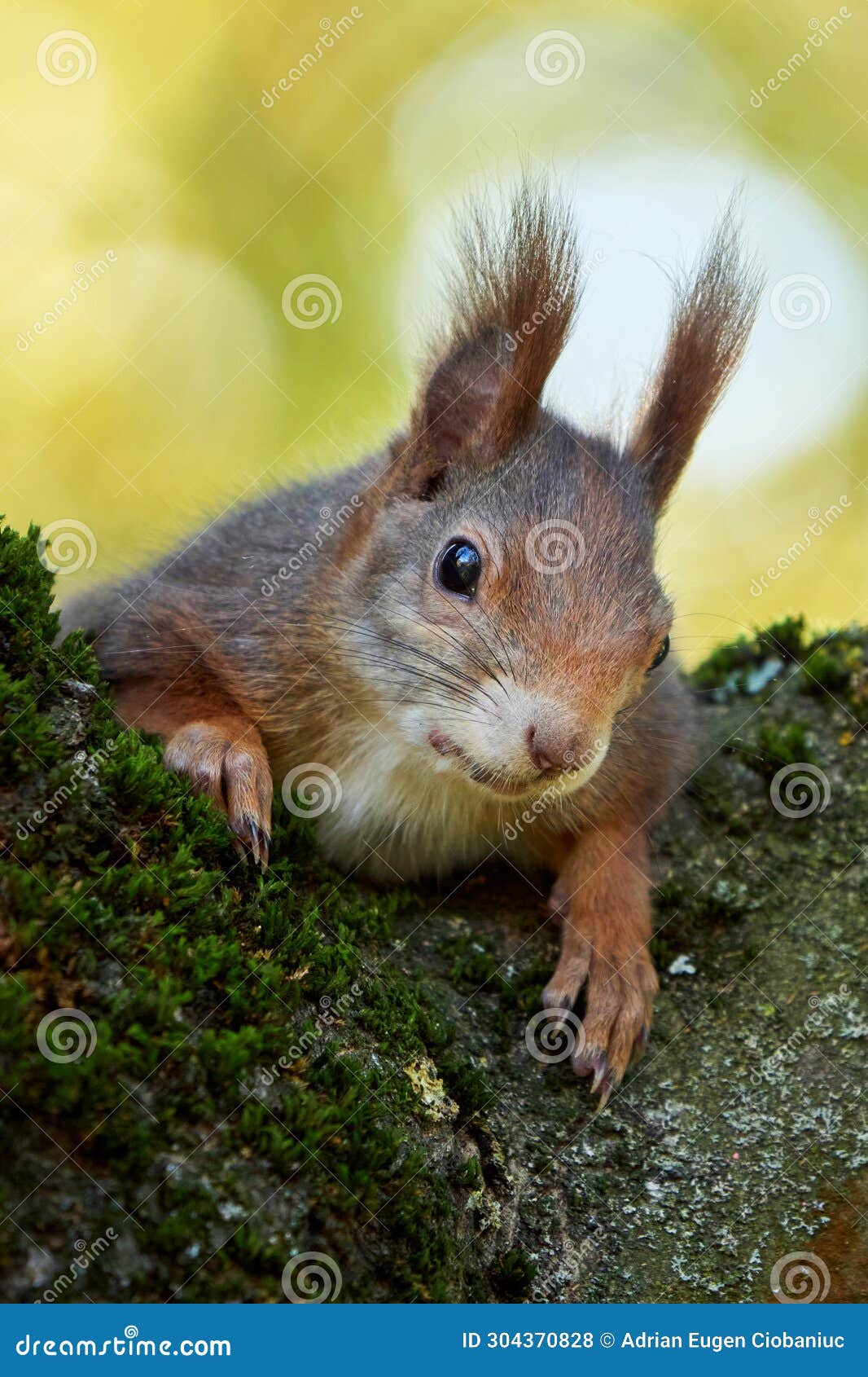 Eurasian Red Squirrel Closeup Stock Photo - Image of mammal, isolated ...