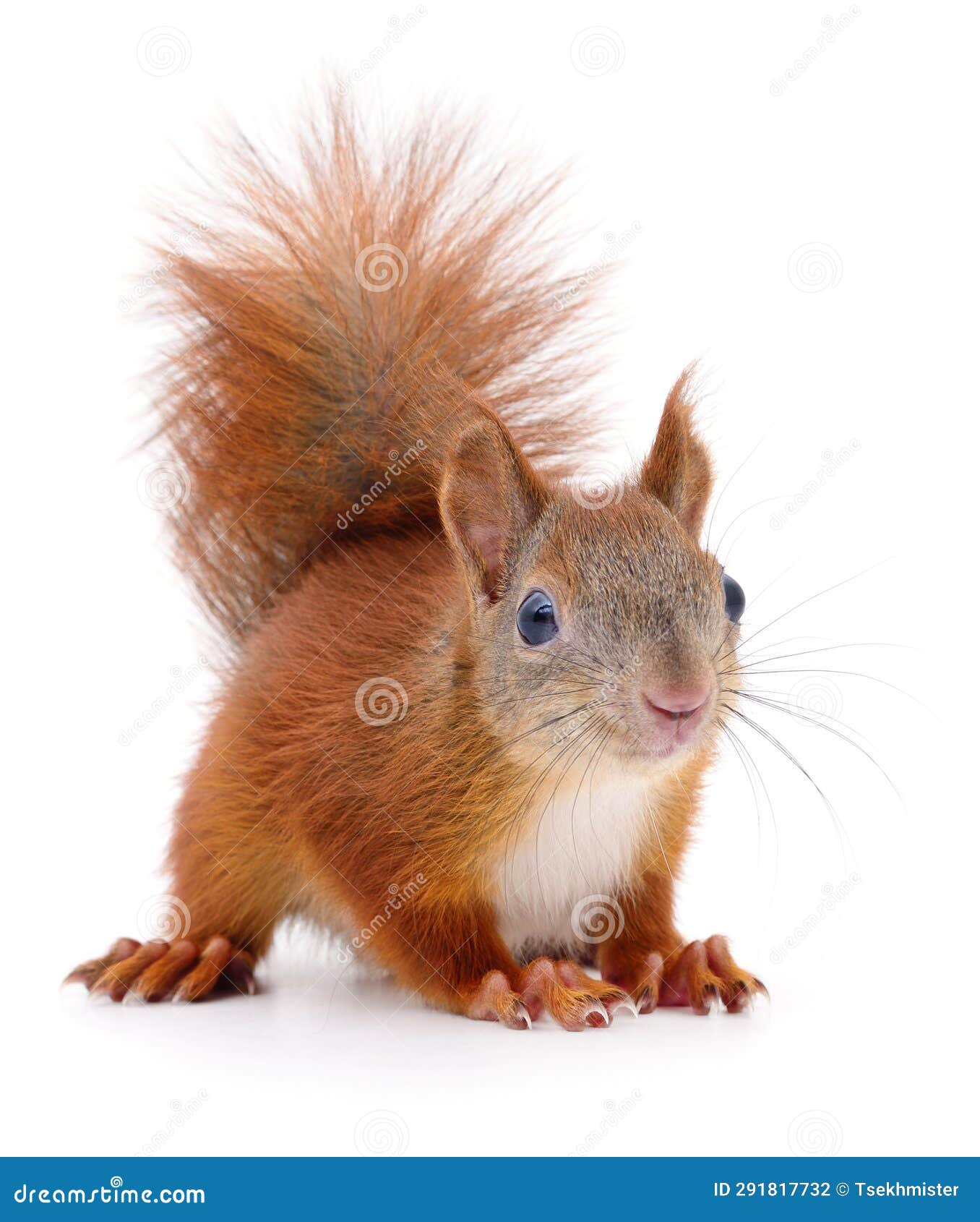 Eurasian red squirrel stock photo. Image of studio, animals - 291817732