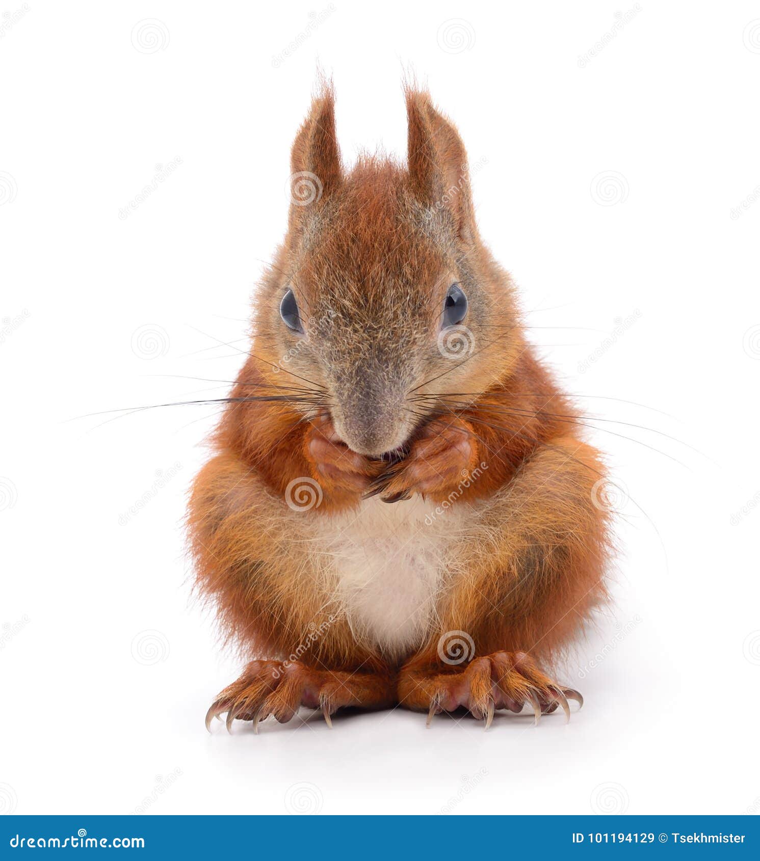 Eurasian red squirrel. stock image. Image of animals - 101194129