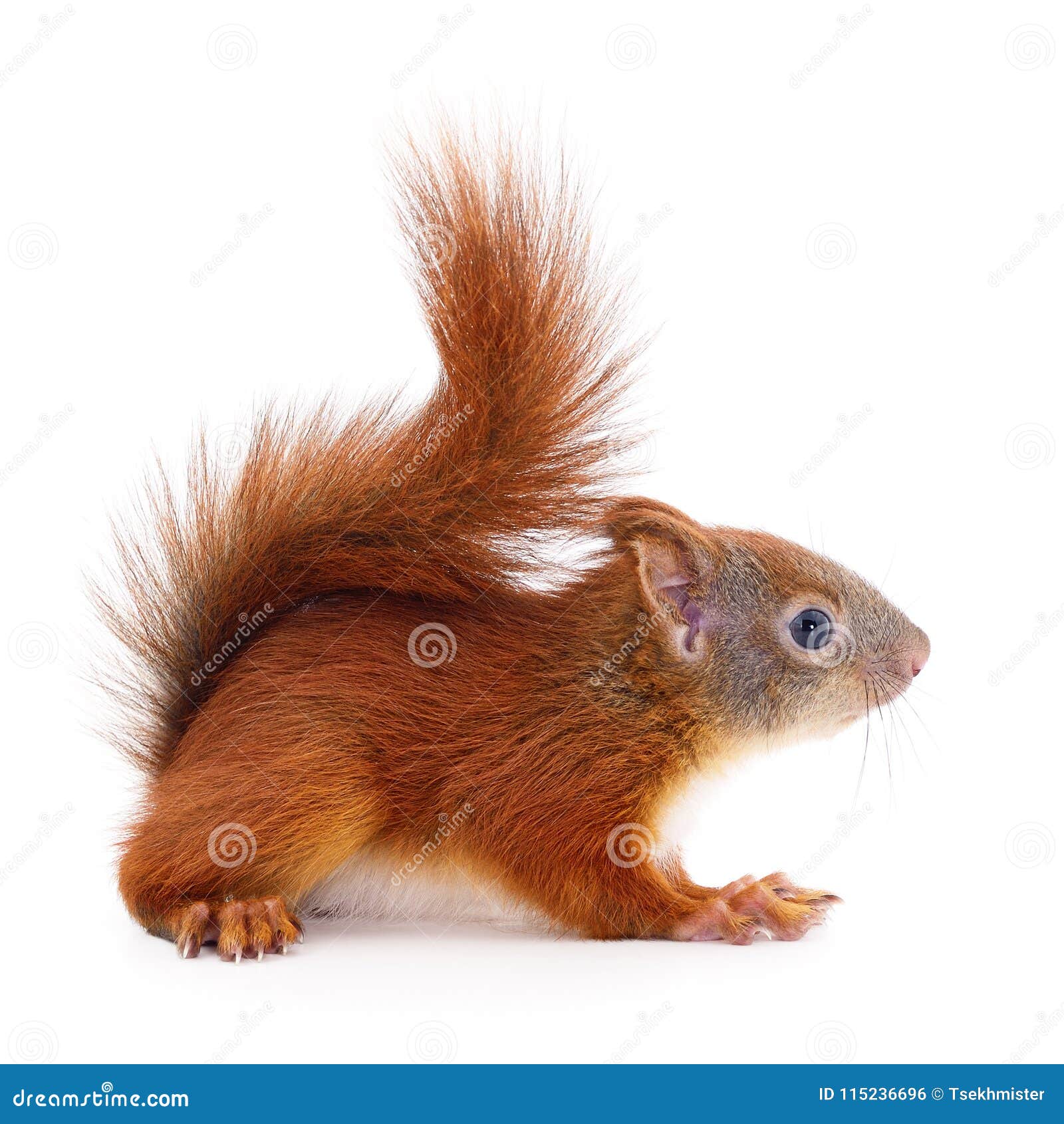 Eurasian red squirrel. stock photo. Image of animals - 115236696
