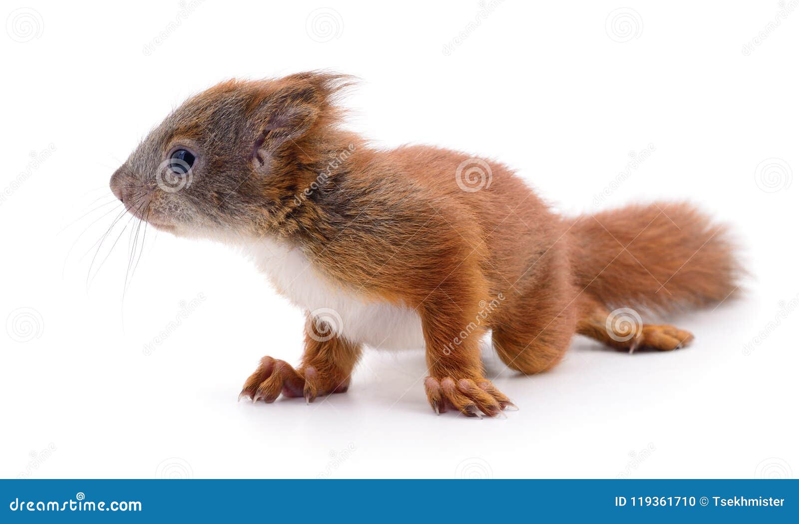 Eurasian red squirrel. stock photo. Image of squirrel - 119361710