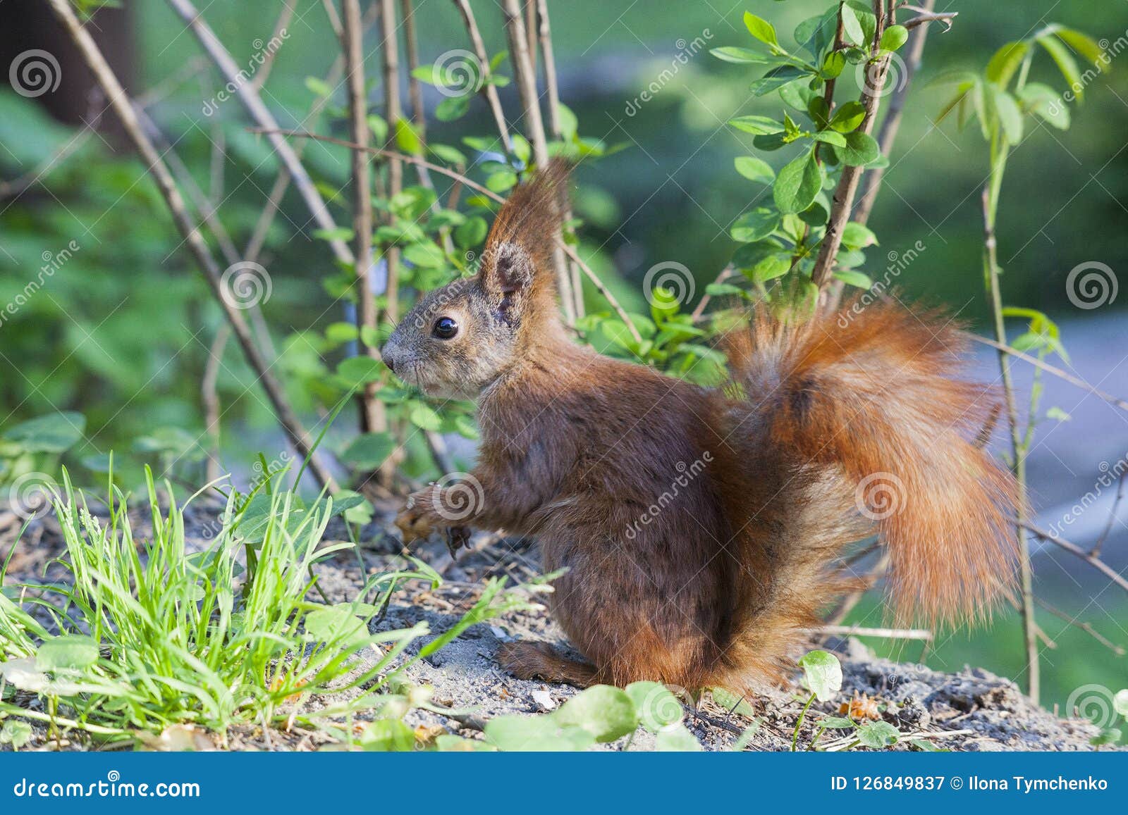 Eurasian Red Squirrel in Forest, Side View Stock Image - Image of color ...