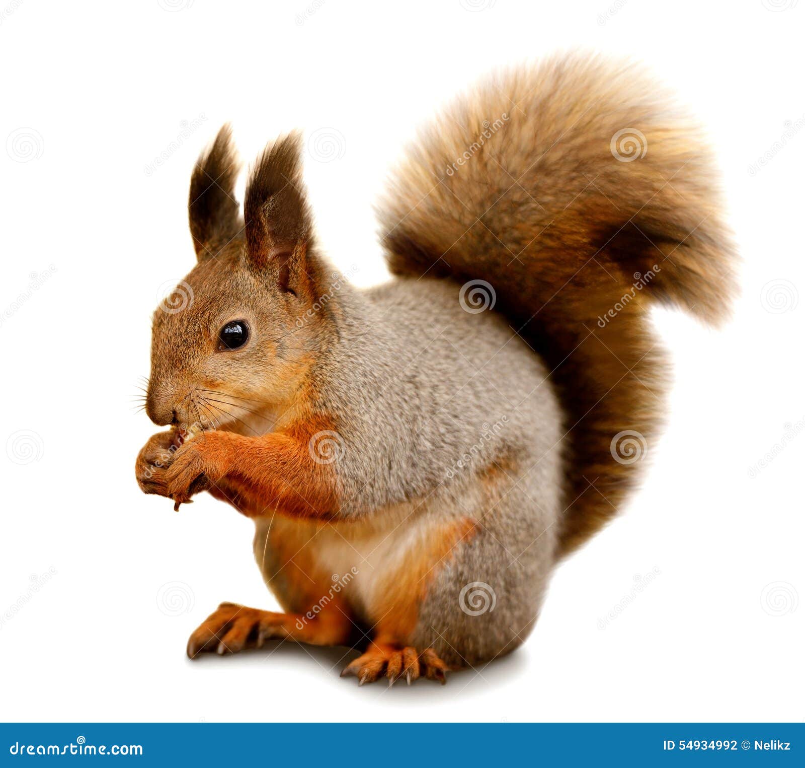 Eurasian Red Squirrel in Front of a White Background Stock Photo ...