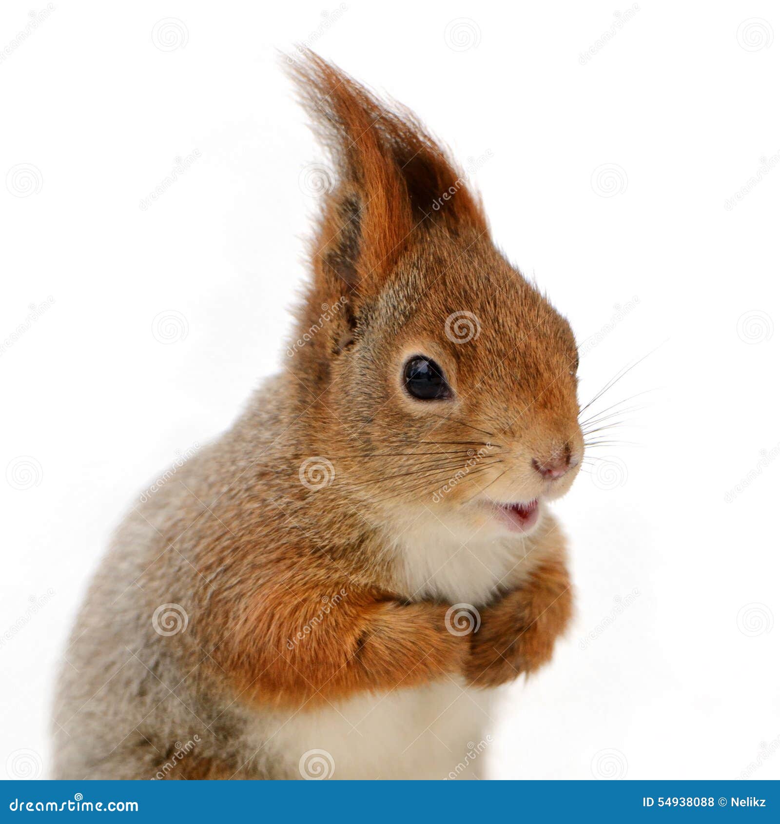 Eurasian Red Squirrel in Front of a White Background Stock Photo ...