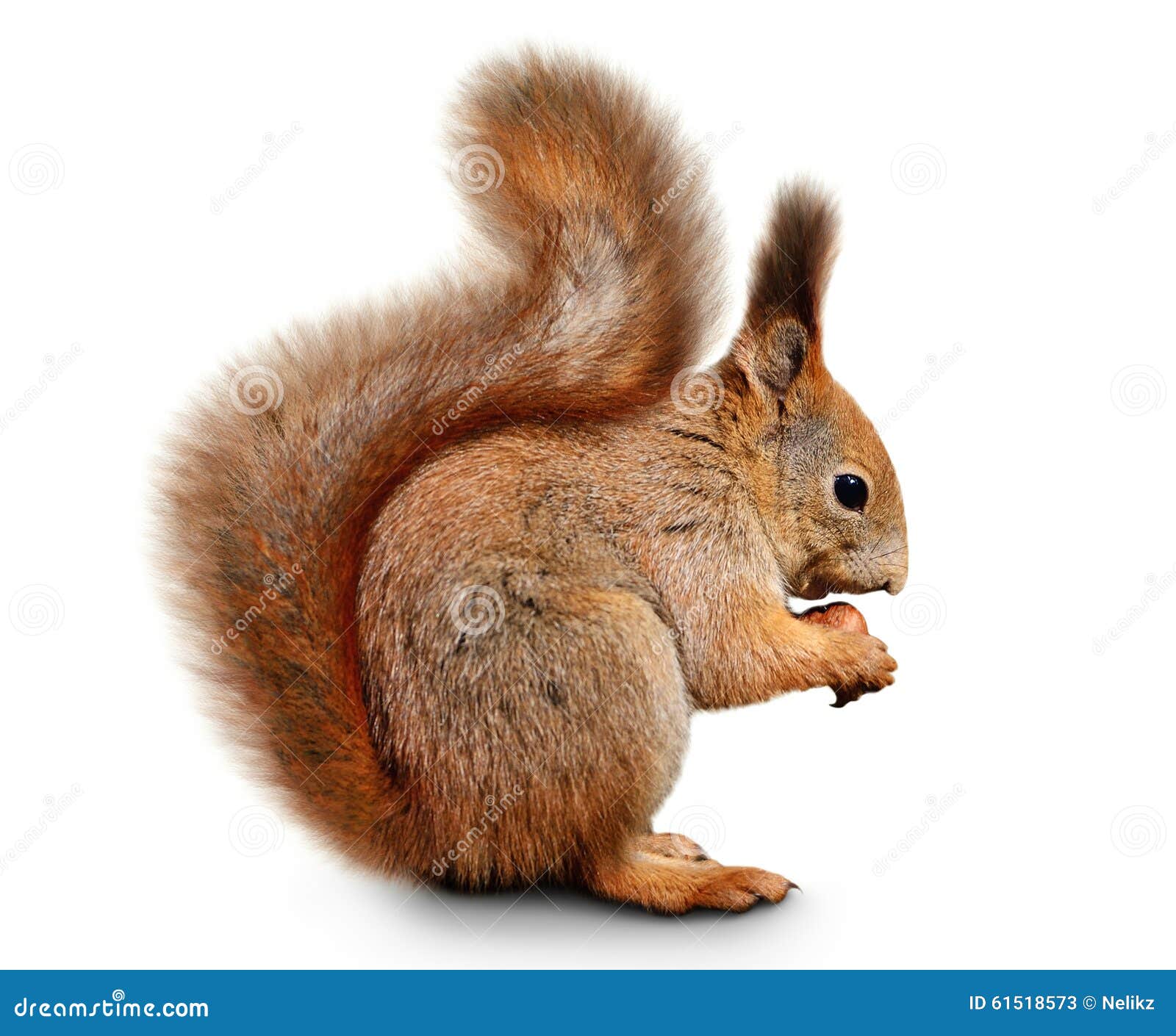 White Squirrel On Tree Stock Photo | CartoonDealer.com #41972418