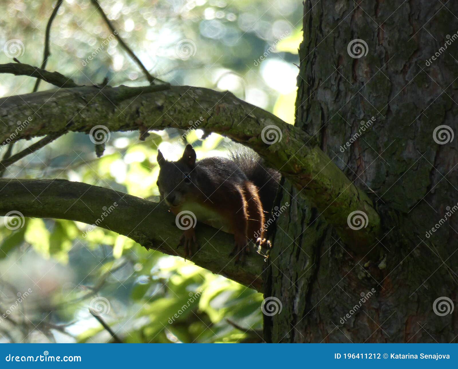 Eurasian Red Squirrel Hiding among Pine Tree Branches Stock Photo ...