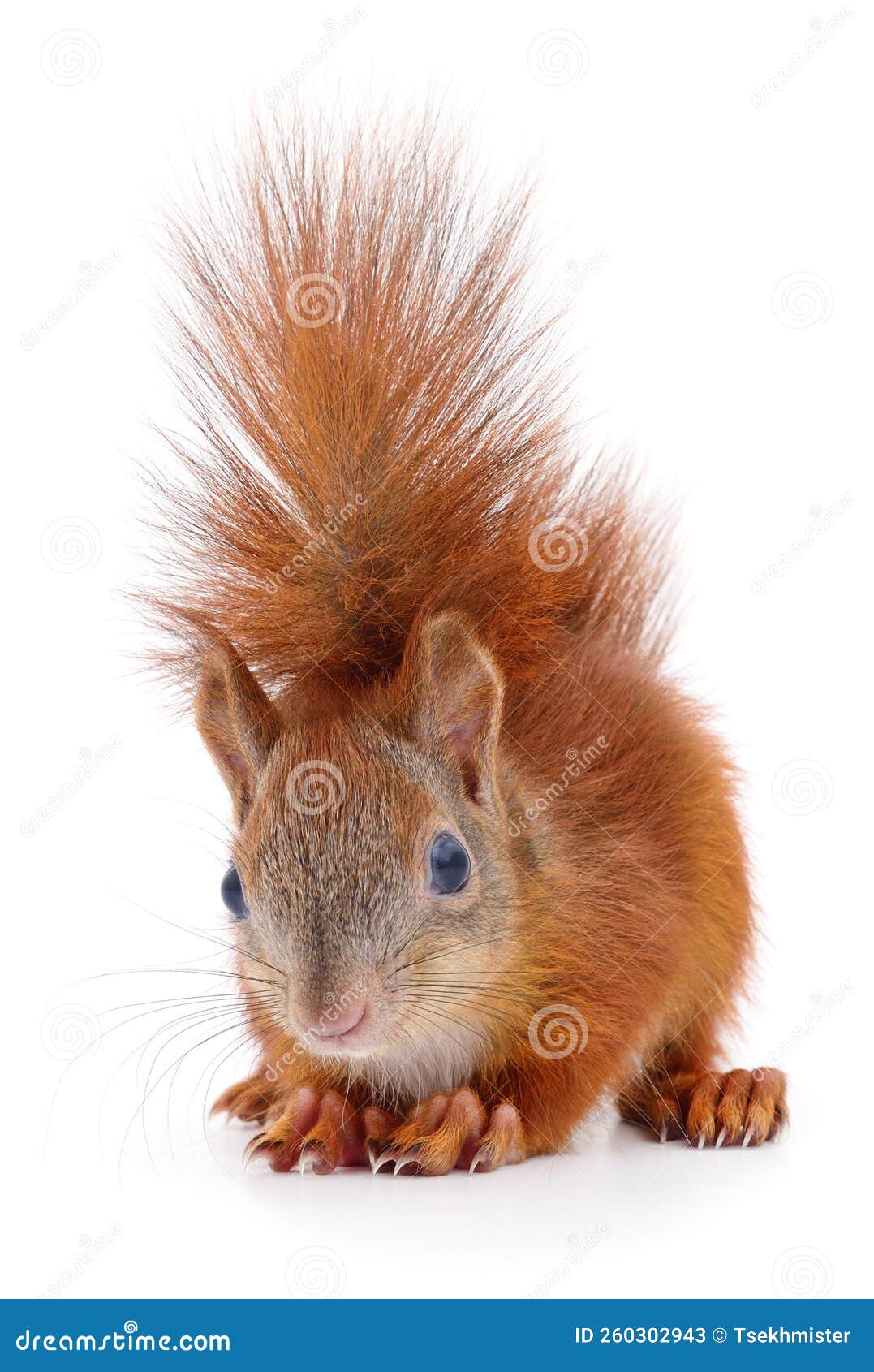 Eurasian red squirrel stock image. Image of squirrel - 260302943