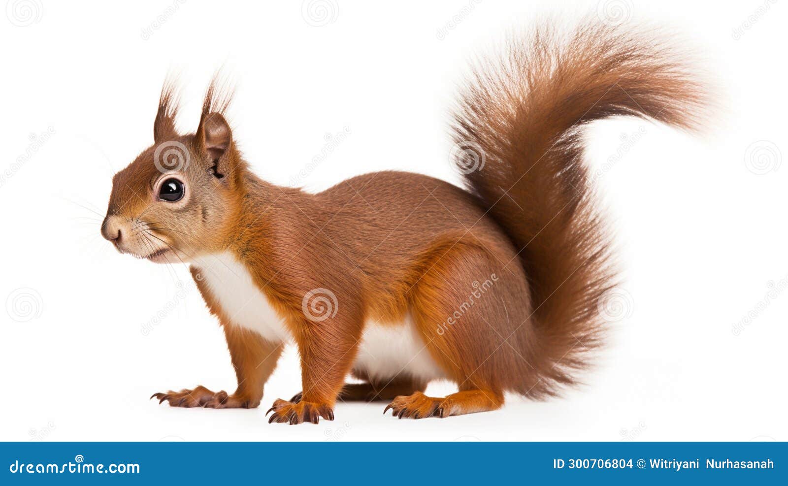 Eurasian Red Squirrel Isolated on White Background in Front of a White ...