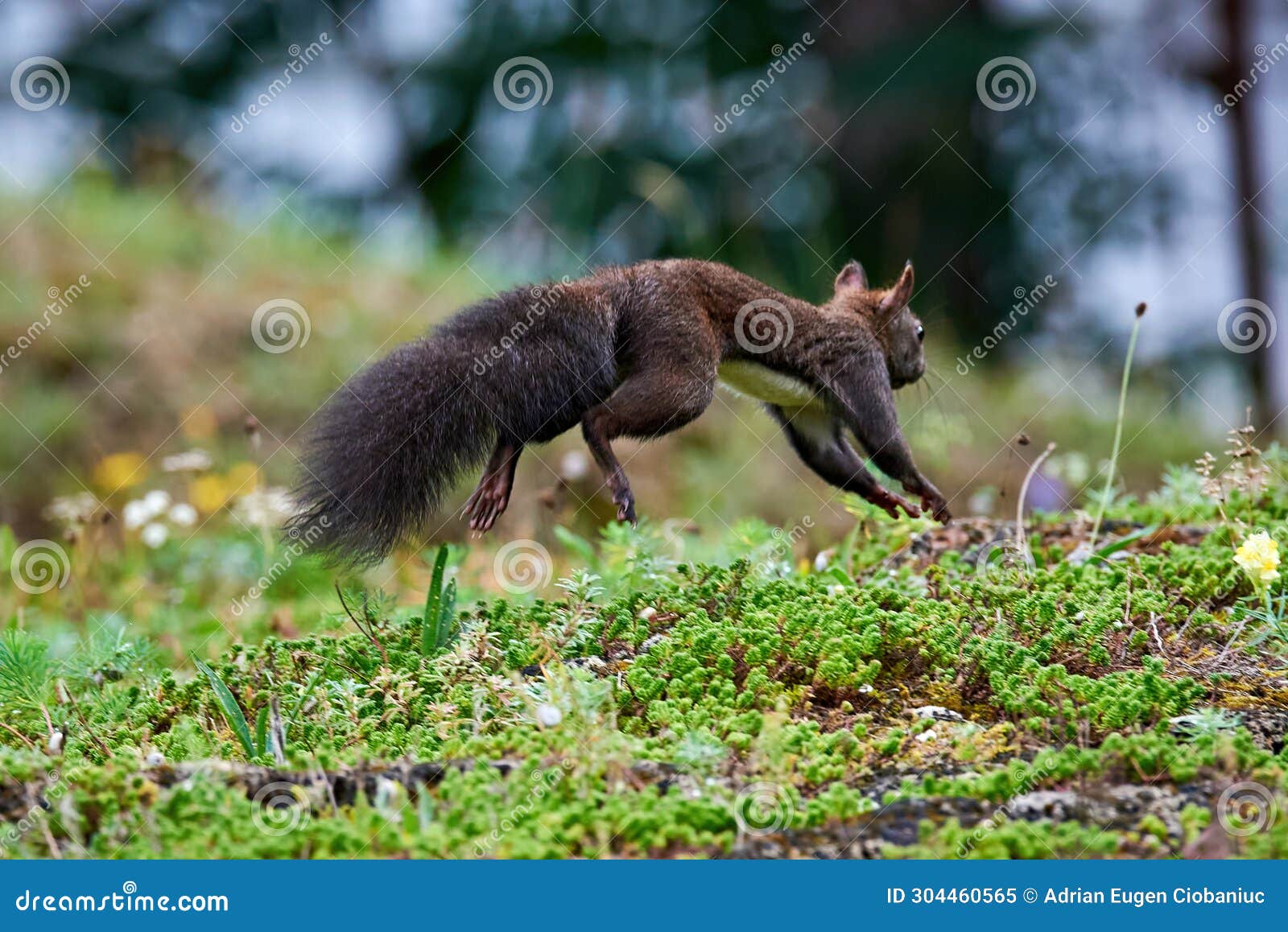 Eurasian Red Squirrel Running Stock Image - Image of natural, national ...