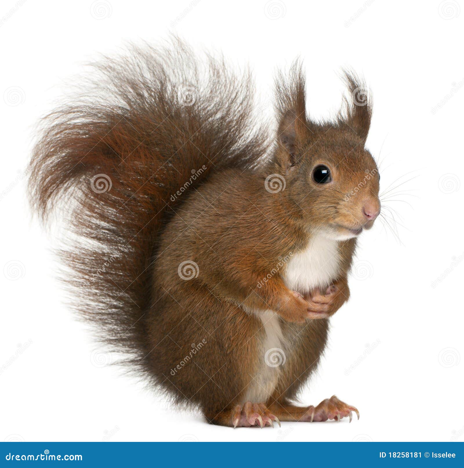 Eurasian Red Squirrel, Sciurus Vulgaris Stock Image - Image of indoors ...
