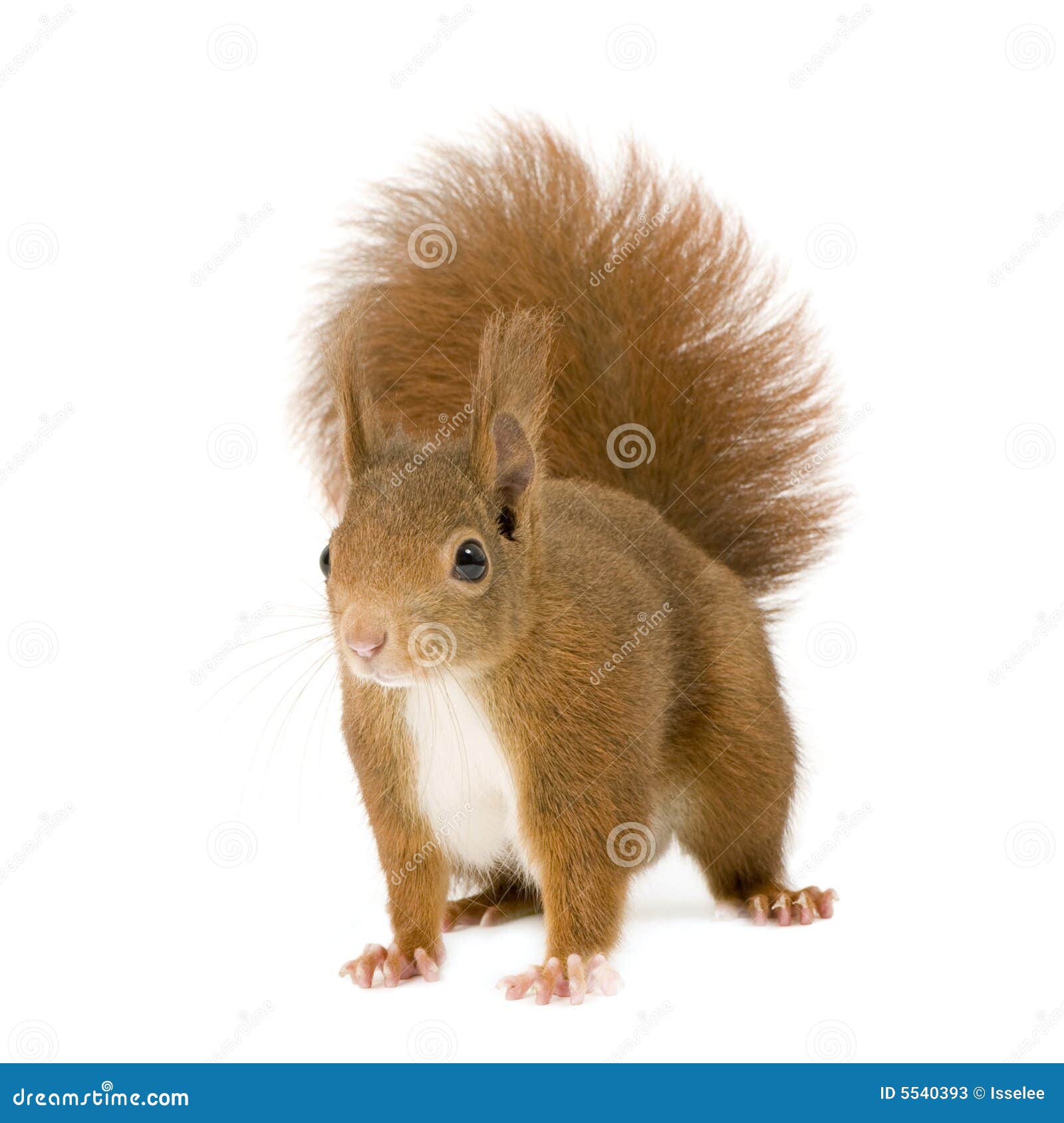 Eurasian Red Squirrel - Sciurus Vulgaris (2 Years) Stock Image - Image ...