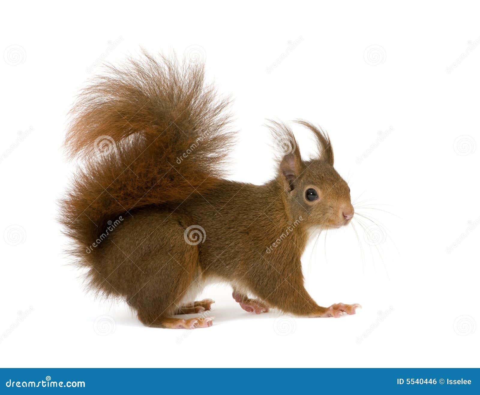 Fox Squirrel, Sciurus Niger, Sitting On Tree And Posing Its Fluffy Tail ...