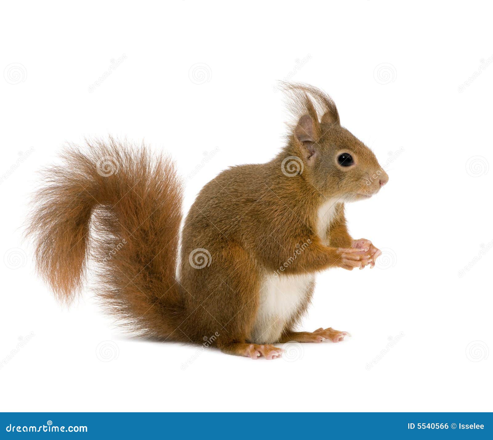 Red Squirrel, Sciurus Vulgaris, Male Standing On Fallen Leaves Royalty ...