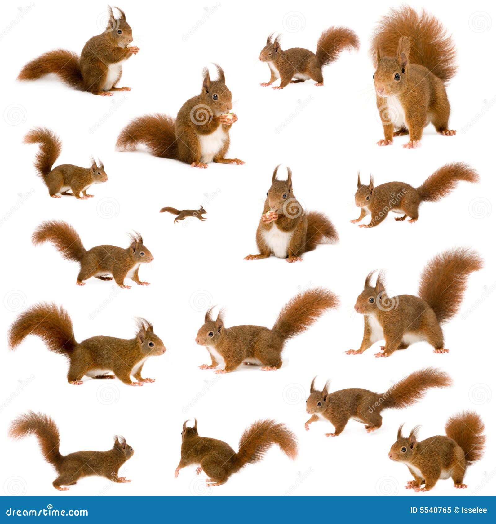 Eurasian Red Squirrel - Sciurus Vulgaris (2 Years) Stock Image - Image ...