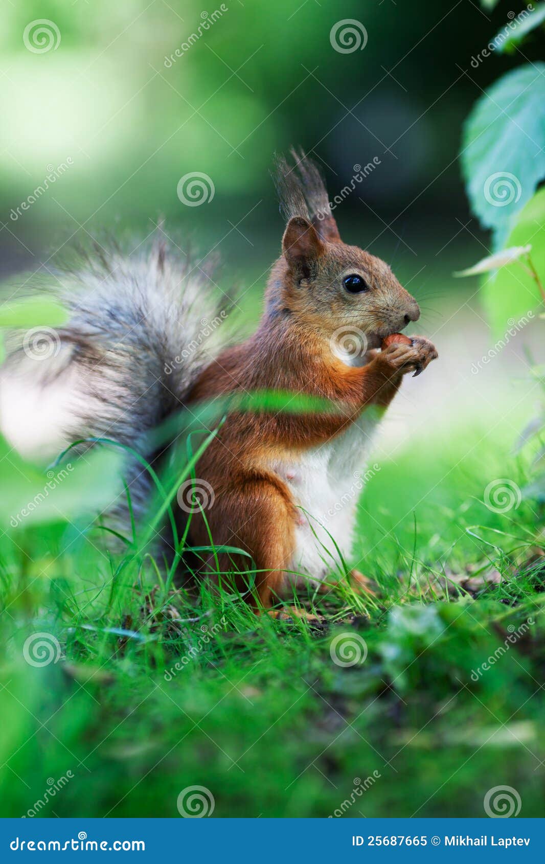Eurasian Red Squirrel (Sciurus Vulgaris) Stock Image - Image of forest ...