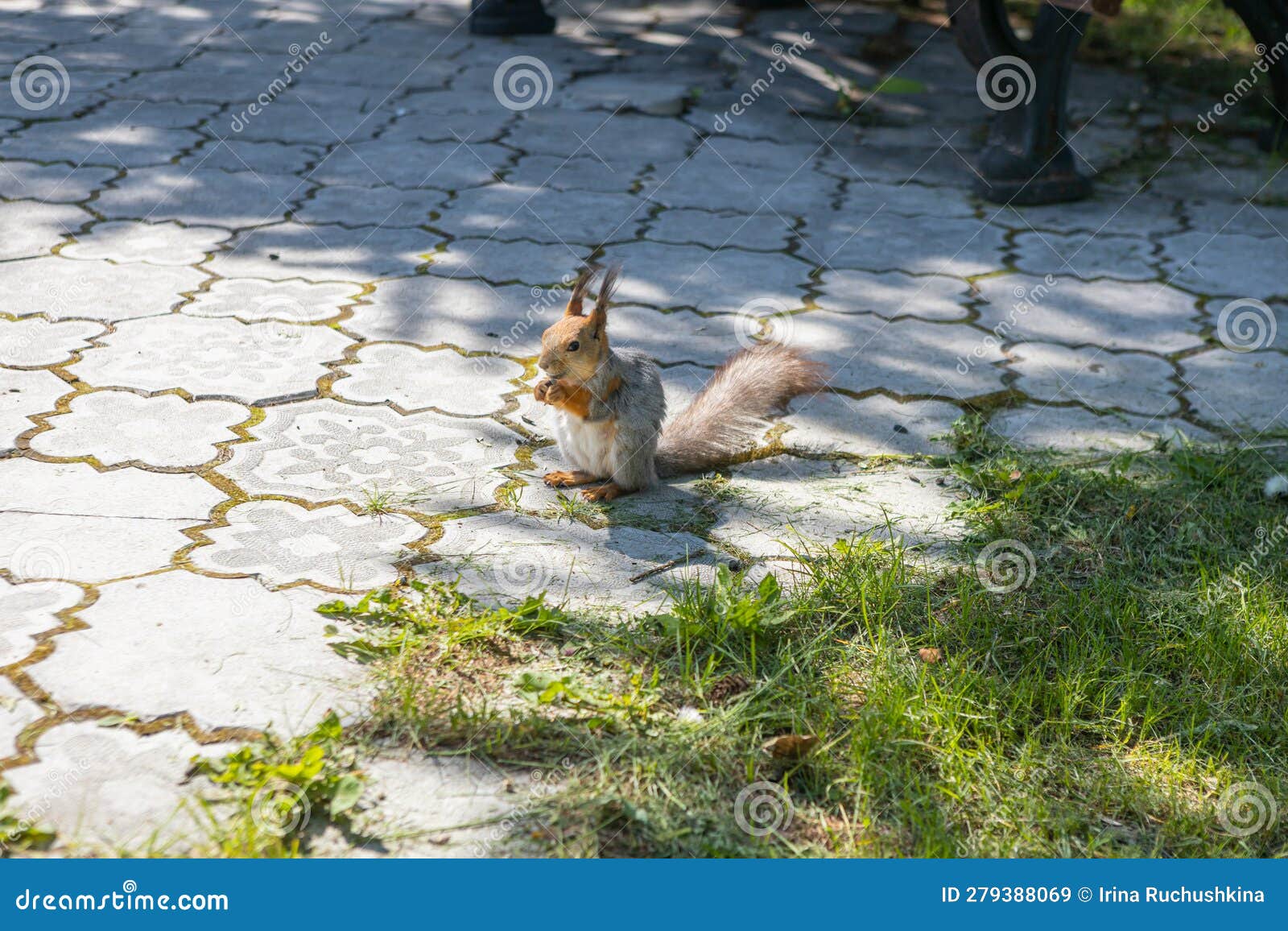 Eurasian Red Squirrel (Sciurus Vulgaris) Feeding on Nut Stock Image ...