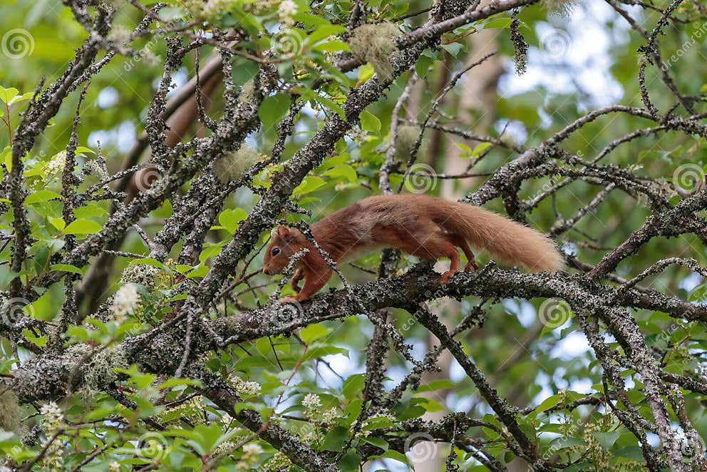 Eurasian Red Squirrel Running through a Tree Stock Image - Image of ...
