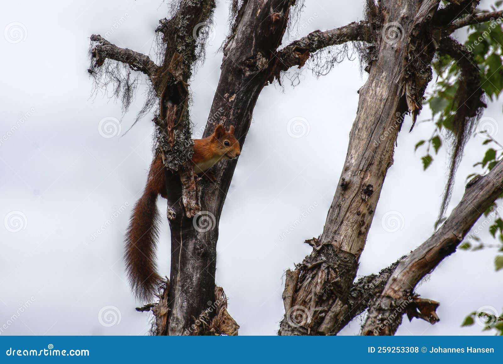Eurasian Red Squirrel (Sciurus Vulgaris) Sitting on a Dead Tree Stock ...