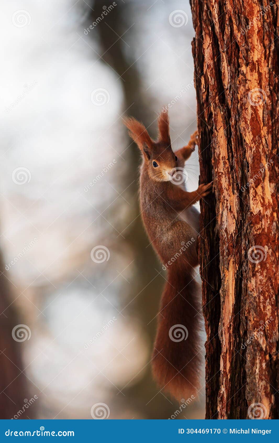 Cute Eurasian Red Squirrel (Sciurus Vulgaris) on the Tree Stock Photo ...