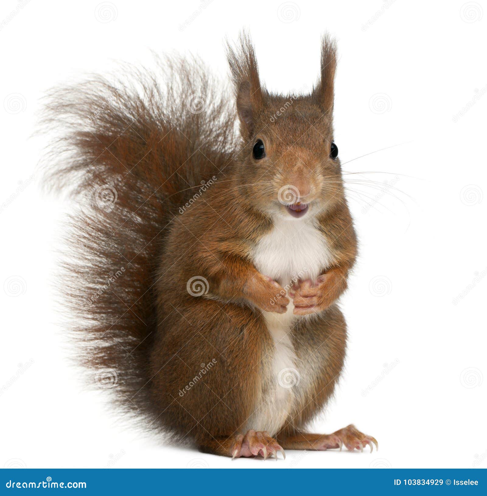 Eurasian Red Squirrel, Sciurus Vulgaris, 4 Years Old, in Front O Stock ... Eurasian Red Squirrel, Sciurus Vulgaris, 4 Years Old, in Front O Stock ...