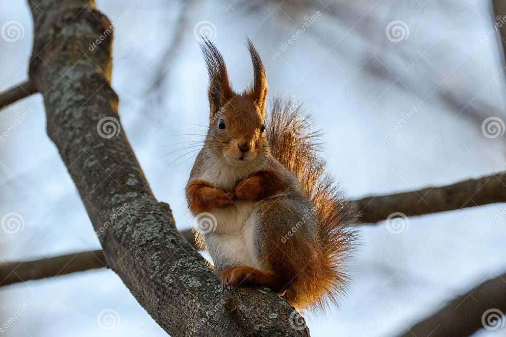 Eurasian Red Squirrel Sitting on Tree Branches Stock Image - Image of ...
