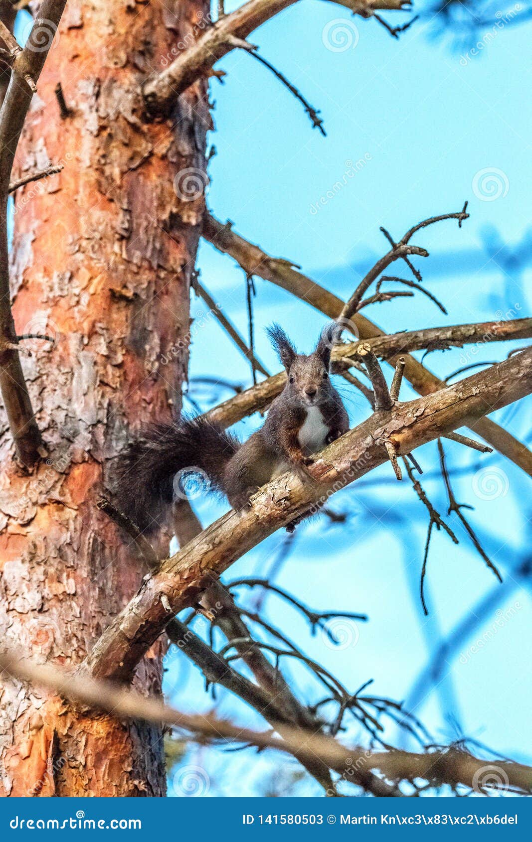 Eurasian Red Squirrel Walking in the Snow Stock Image - Image of ...