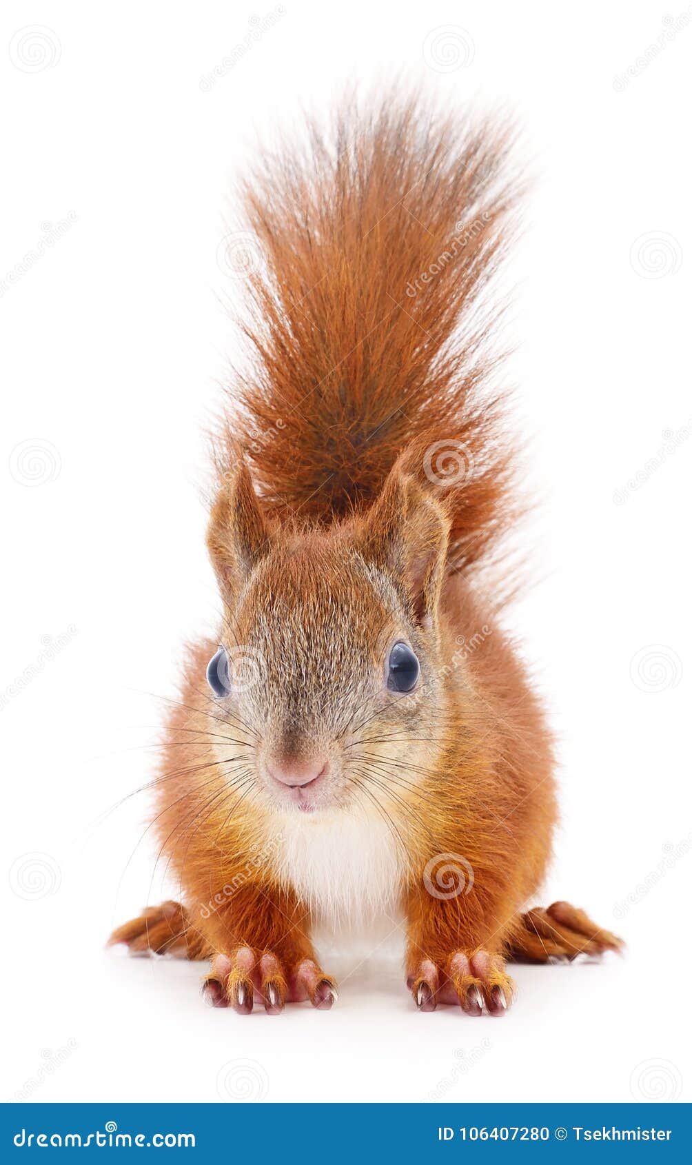 Eurasian red squirrel. stock photo. Image of nature - 106407280