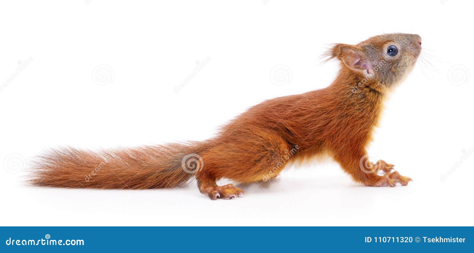 Eurasian red squirrel. stock photo. Image of cute, mammals - 110711320