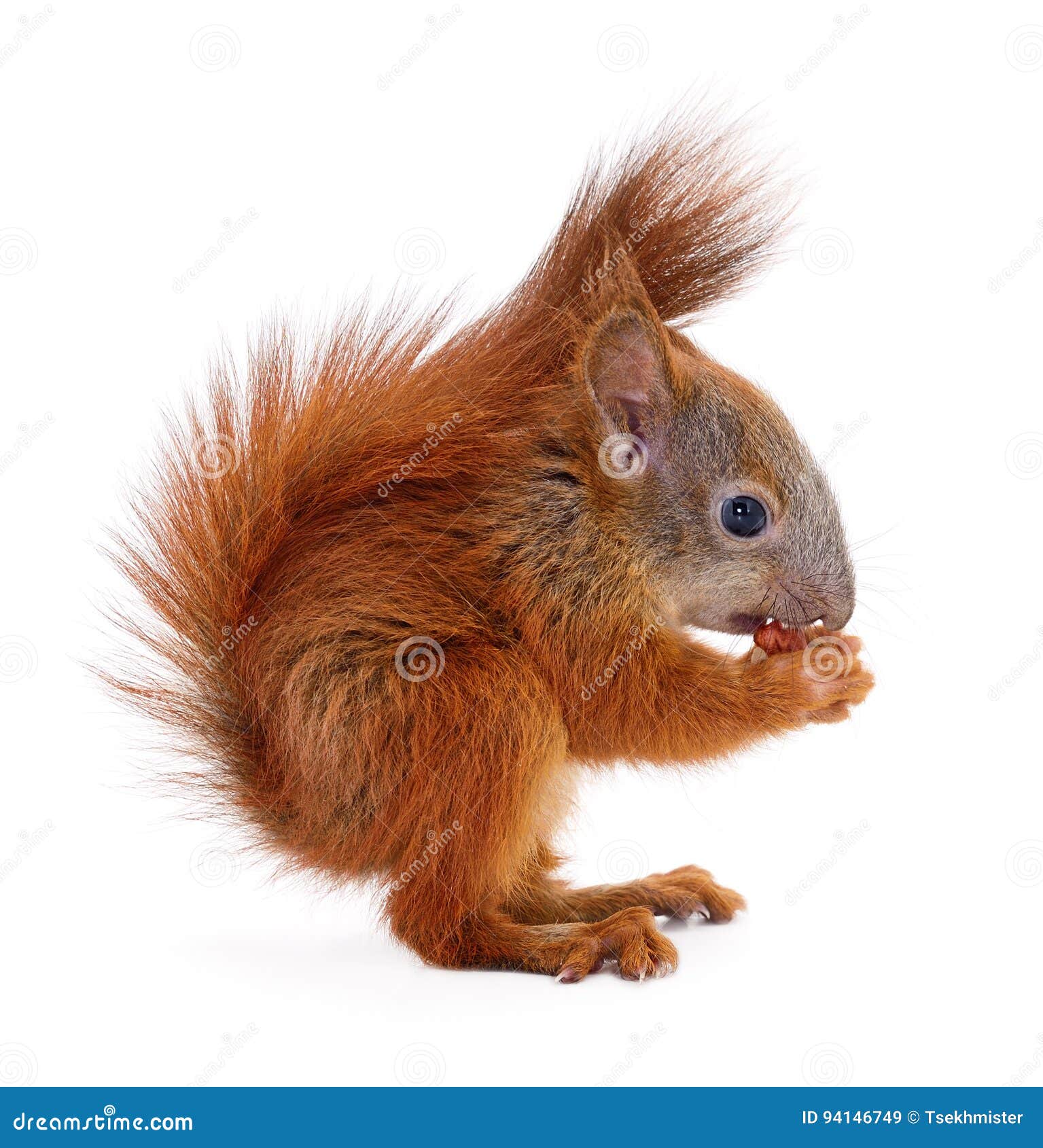 Eurasian red squirrel. stock image. Image of rodent, mammals - 94146749