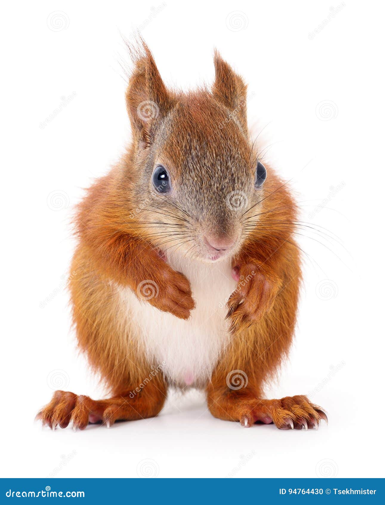 Eurasian red squirrel. stock photo. Image of nature, wild - 94764430