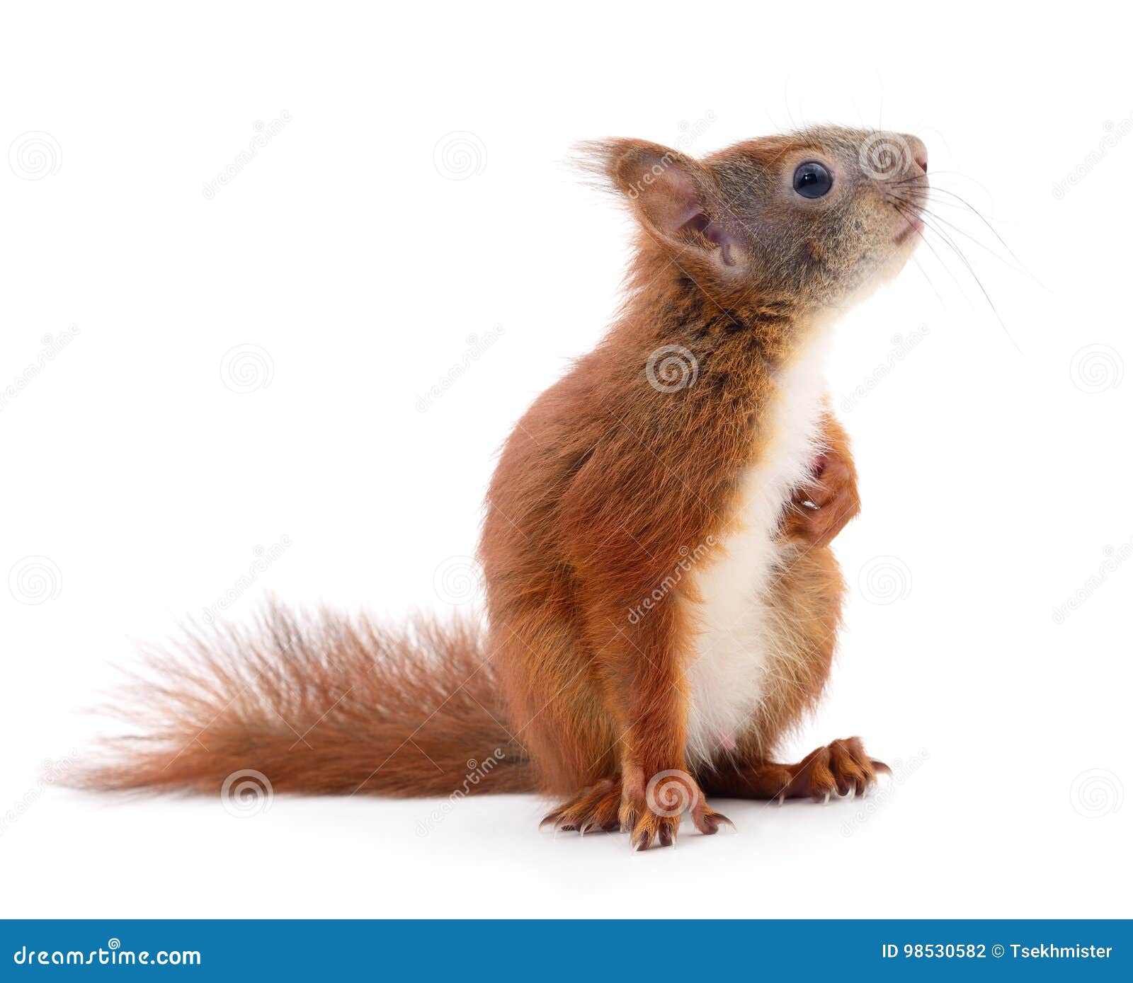 Eurasian red squirrel. stock photo. Image of mammals - 98530582