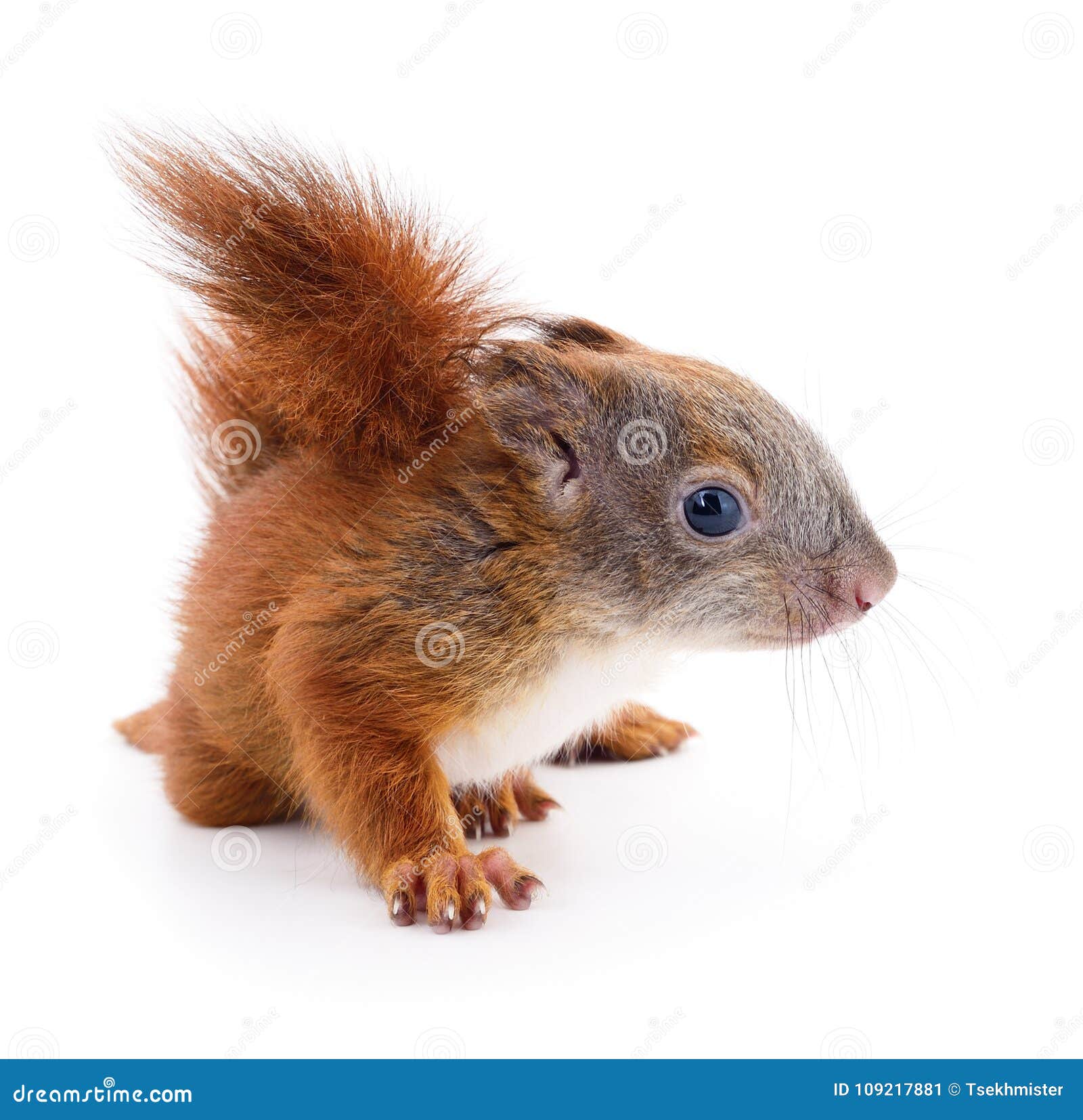 Eurasian red squirrel. stock image. Image of eurasian - 109217881