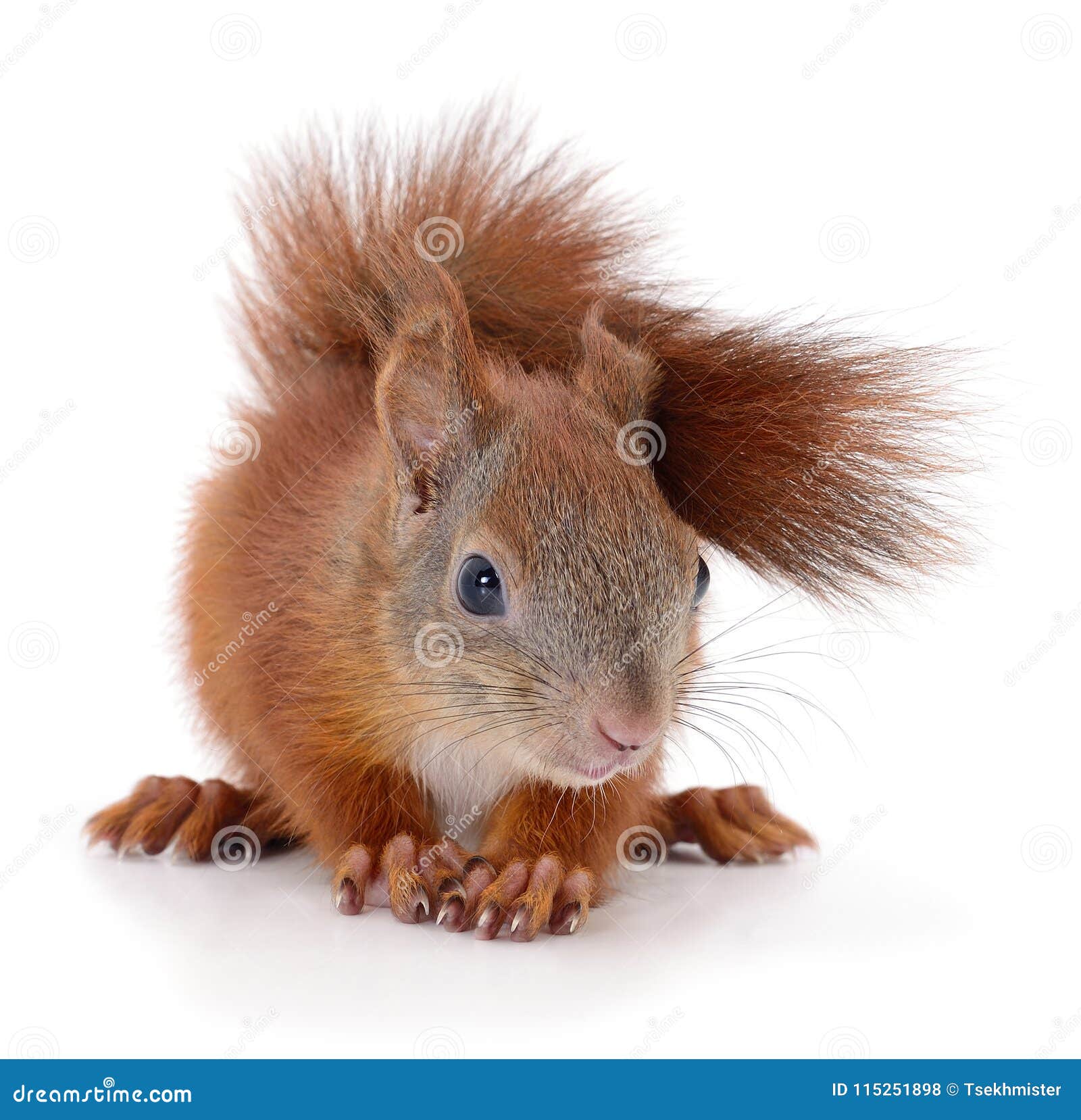 Eurasian red squirrel. stock photo. Image of brown, cute - 115251898