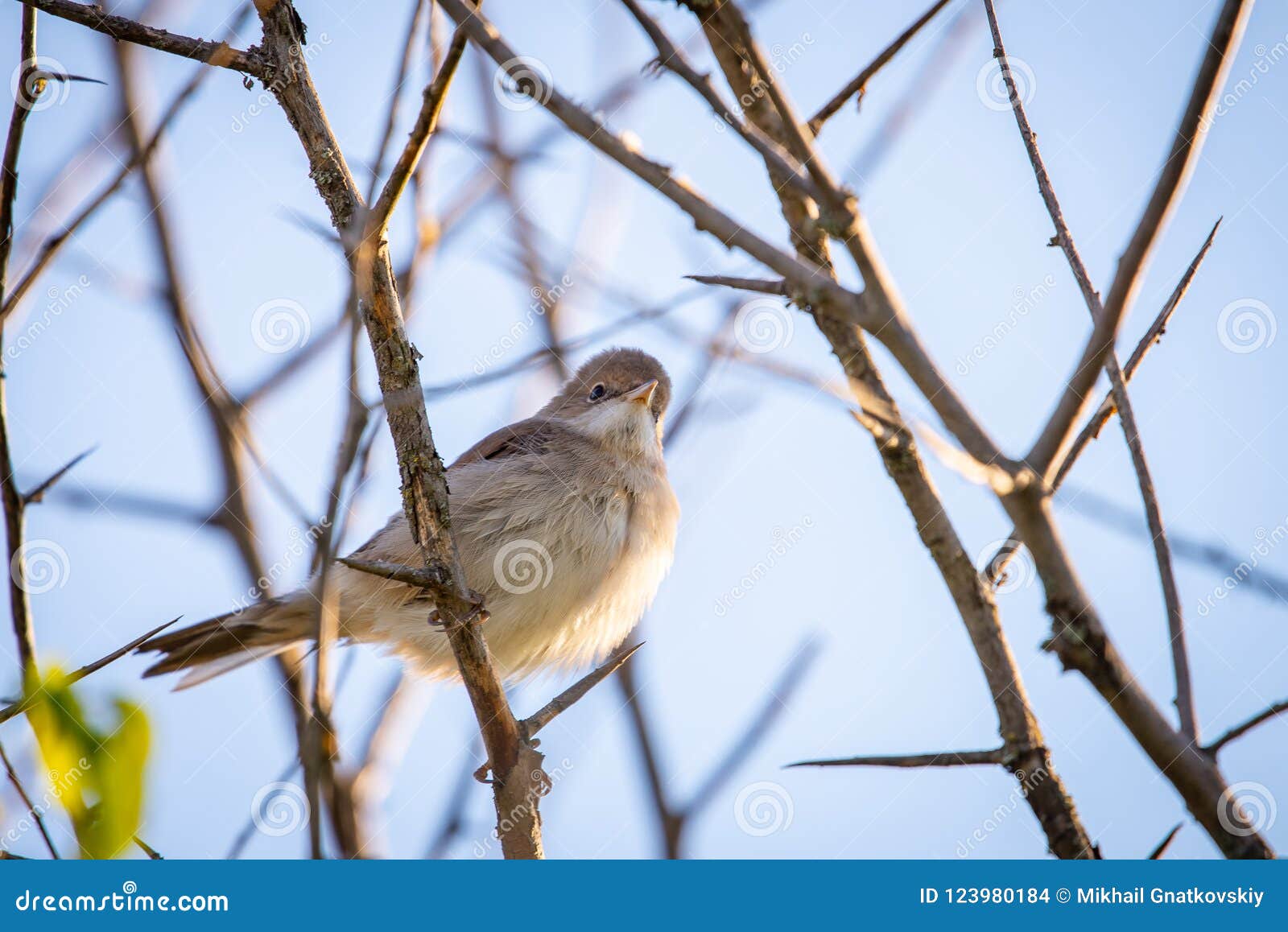 Eurasian Reed Warbler or Acrocephalus Scirpaceus Close Stock Photo ...