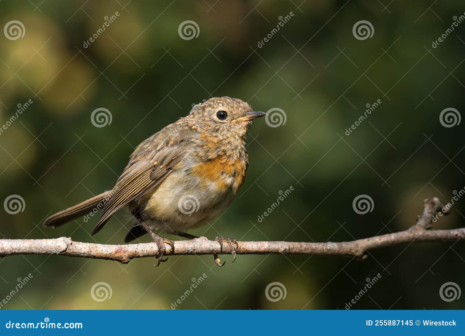 Eurasian Robin on a branch stock image. Image of closeup - 255887145