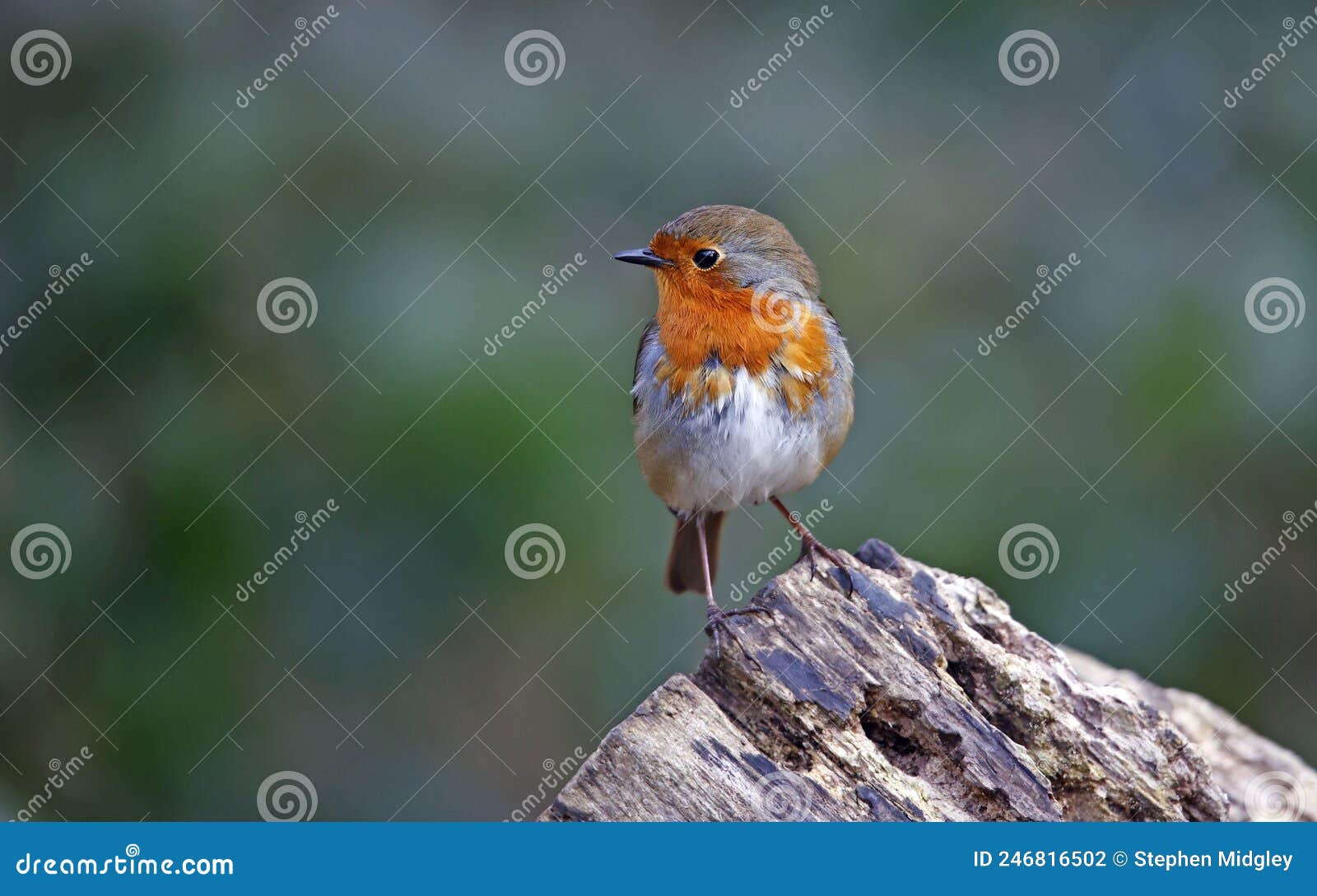 Eurasian Robin Perched on a Log Stock Photo - Image of eurasian, wild ...
