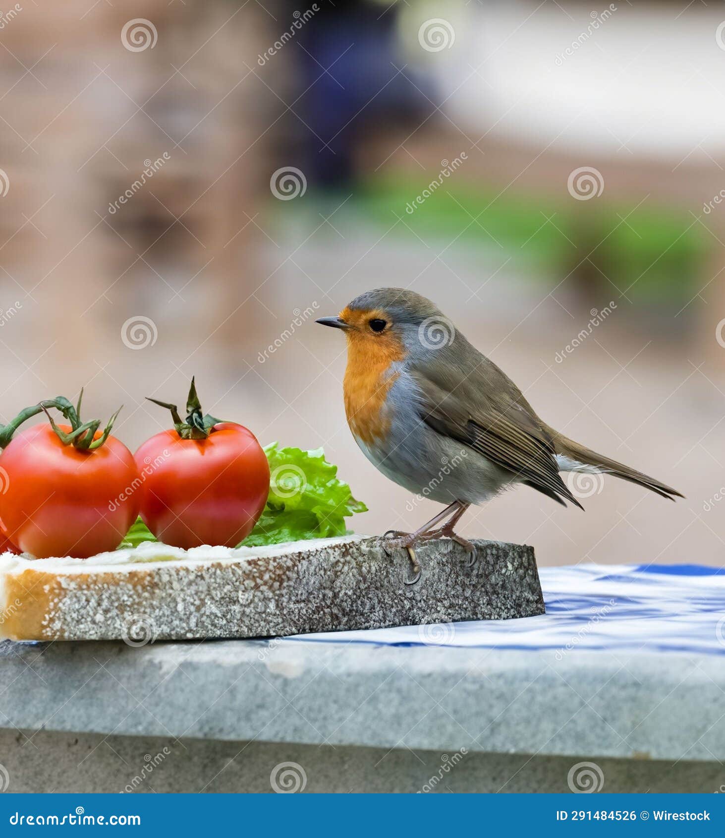 Eurasian Robin Perched on a Table Next To a Selection of Fresh ...