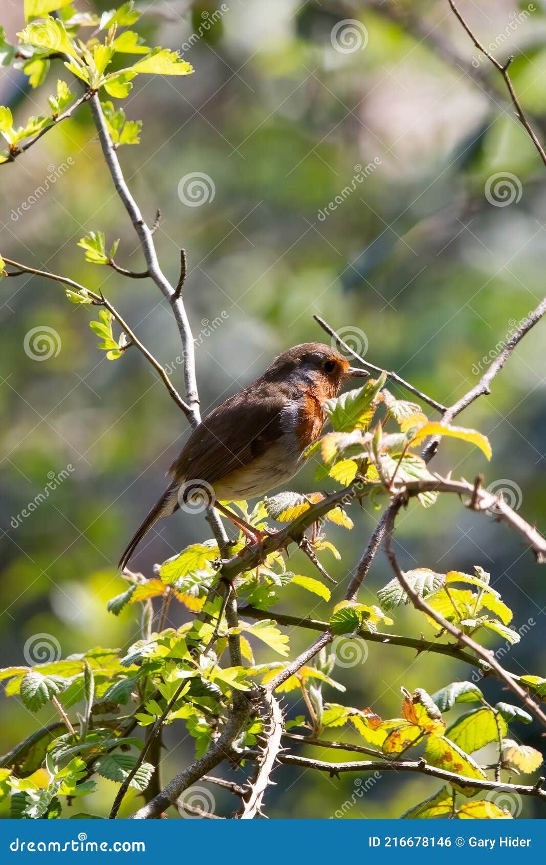 A Eurasian Robin Resting on the Branch of a Tree with Green Leaves ...