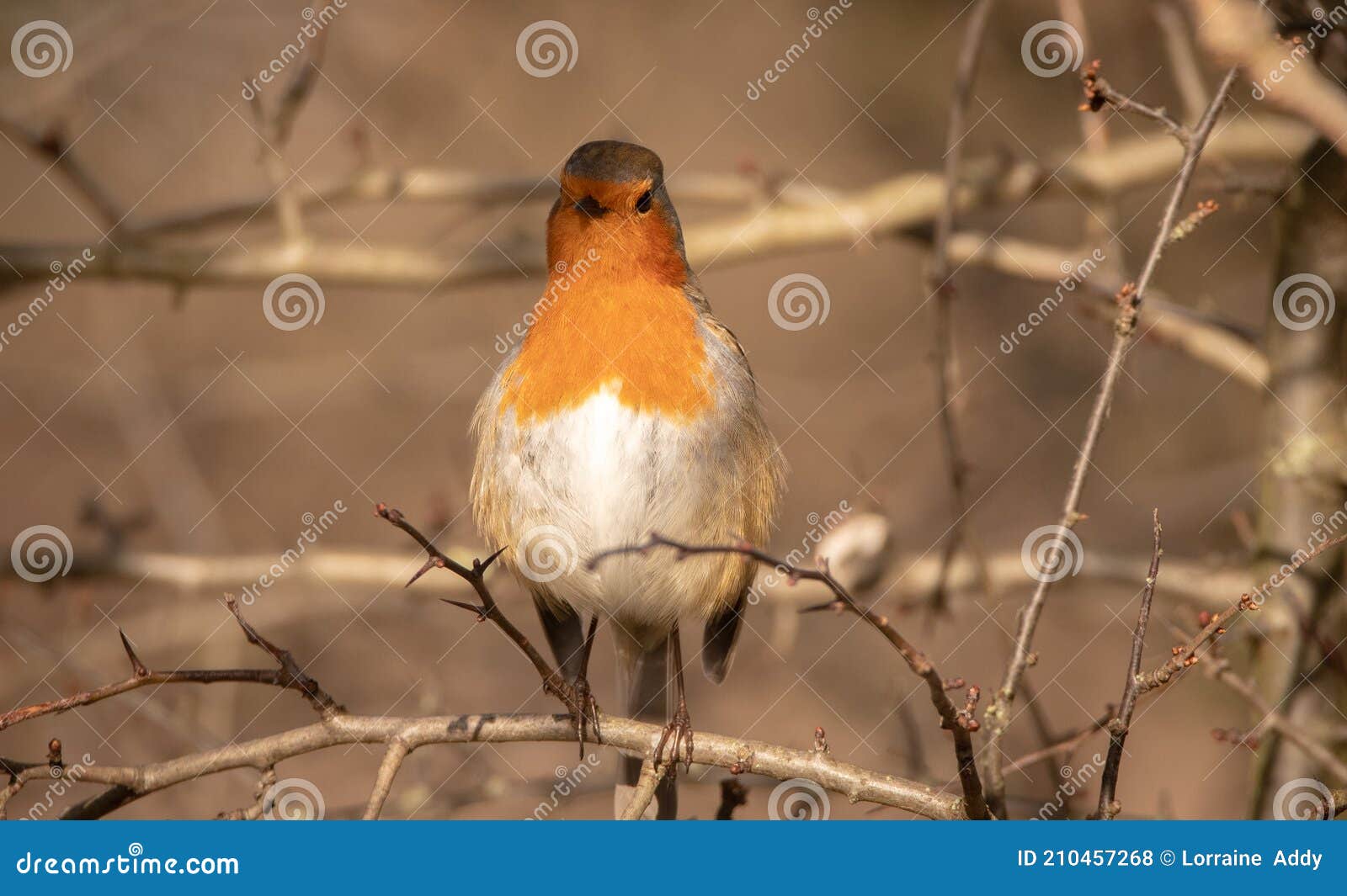 Eurasian Robin Stood Tall Singing in a Tree Stock Photo - Image of cute ...
