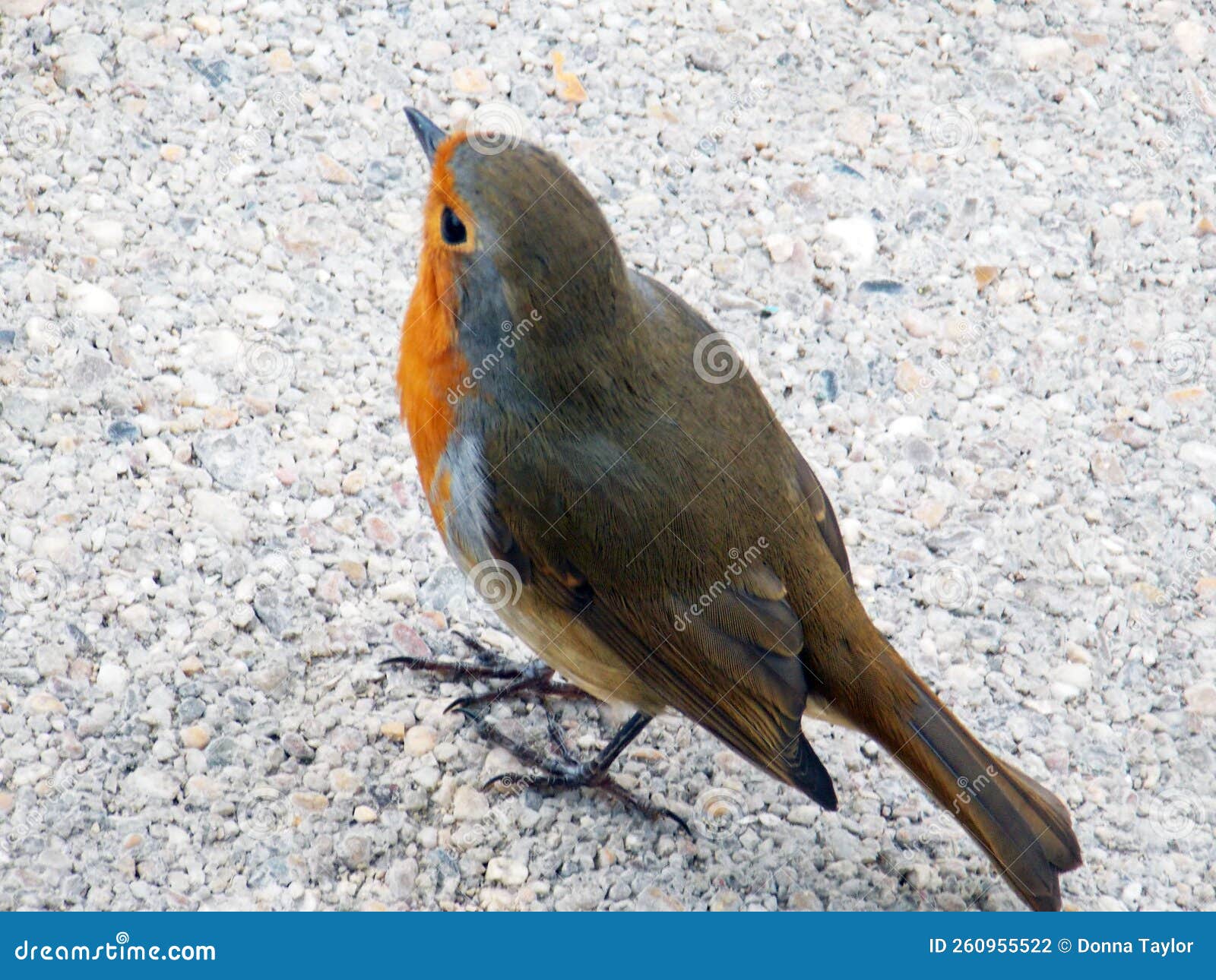 Robain Stock Photos - Free & Royalty-Free Stock Photos from Dreamstime