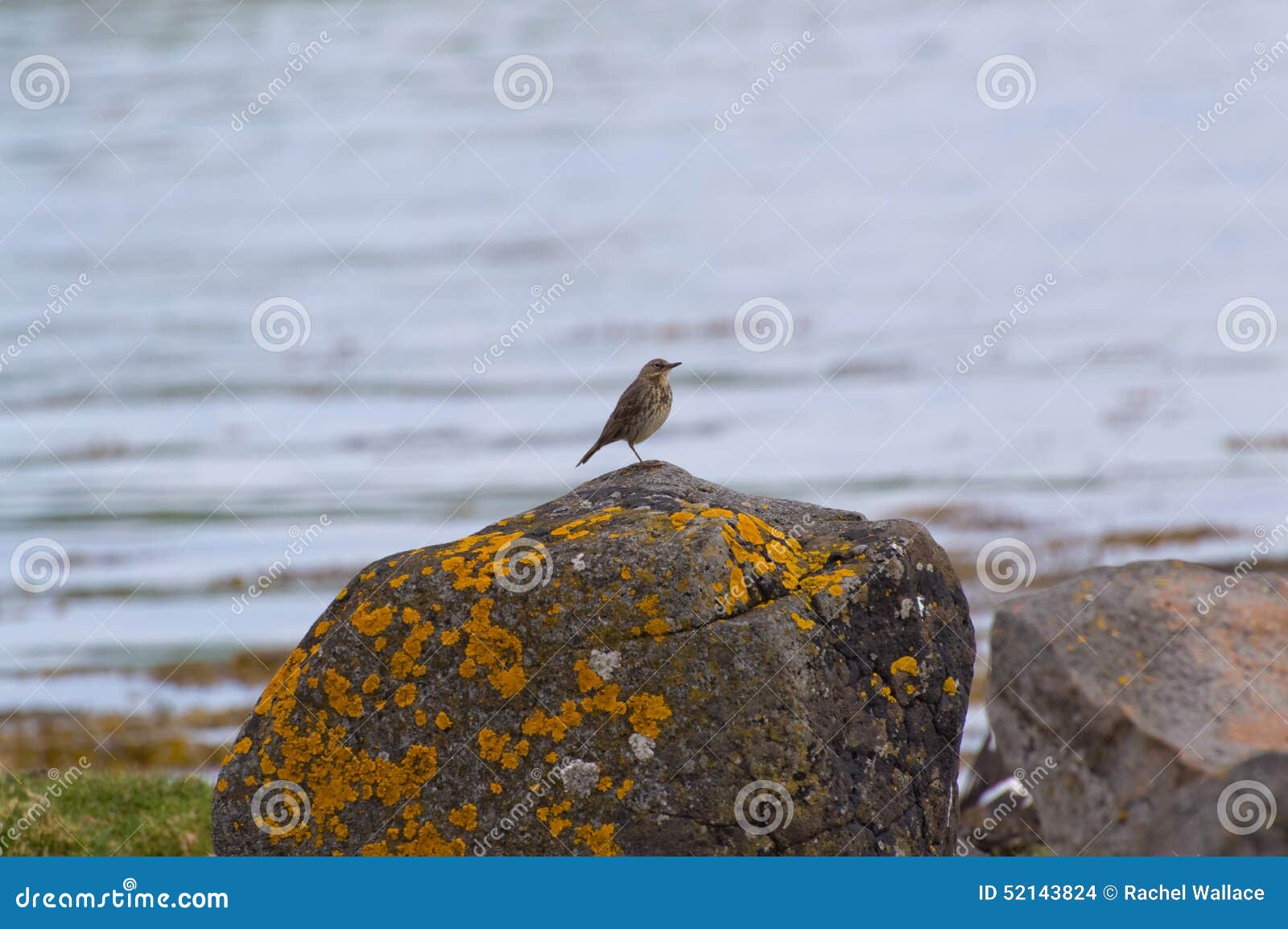 Eurasian Rock Pipit stock photo. Image of petrosus, anthus - 52143824