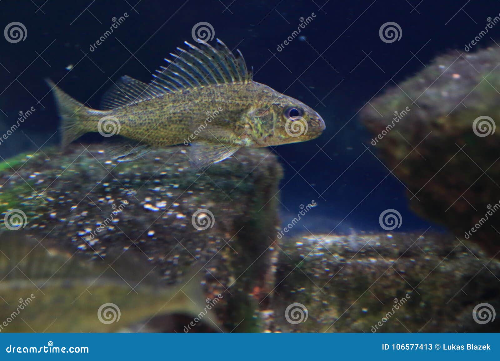 Eurasian ruffe stock image. Image of fish, cernua, water - 106577413