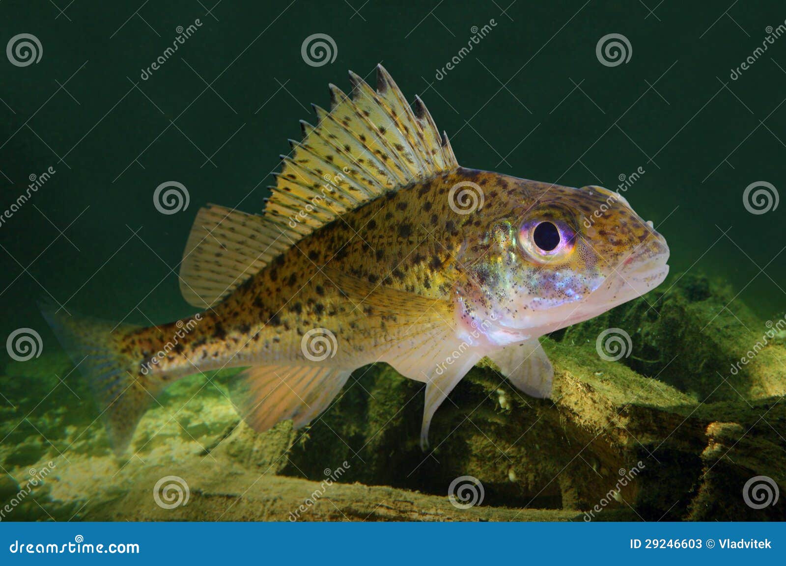 The Eurasian Ruffe (Gymnocephalus Cernuus). Stock Image - Image of ...
