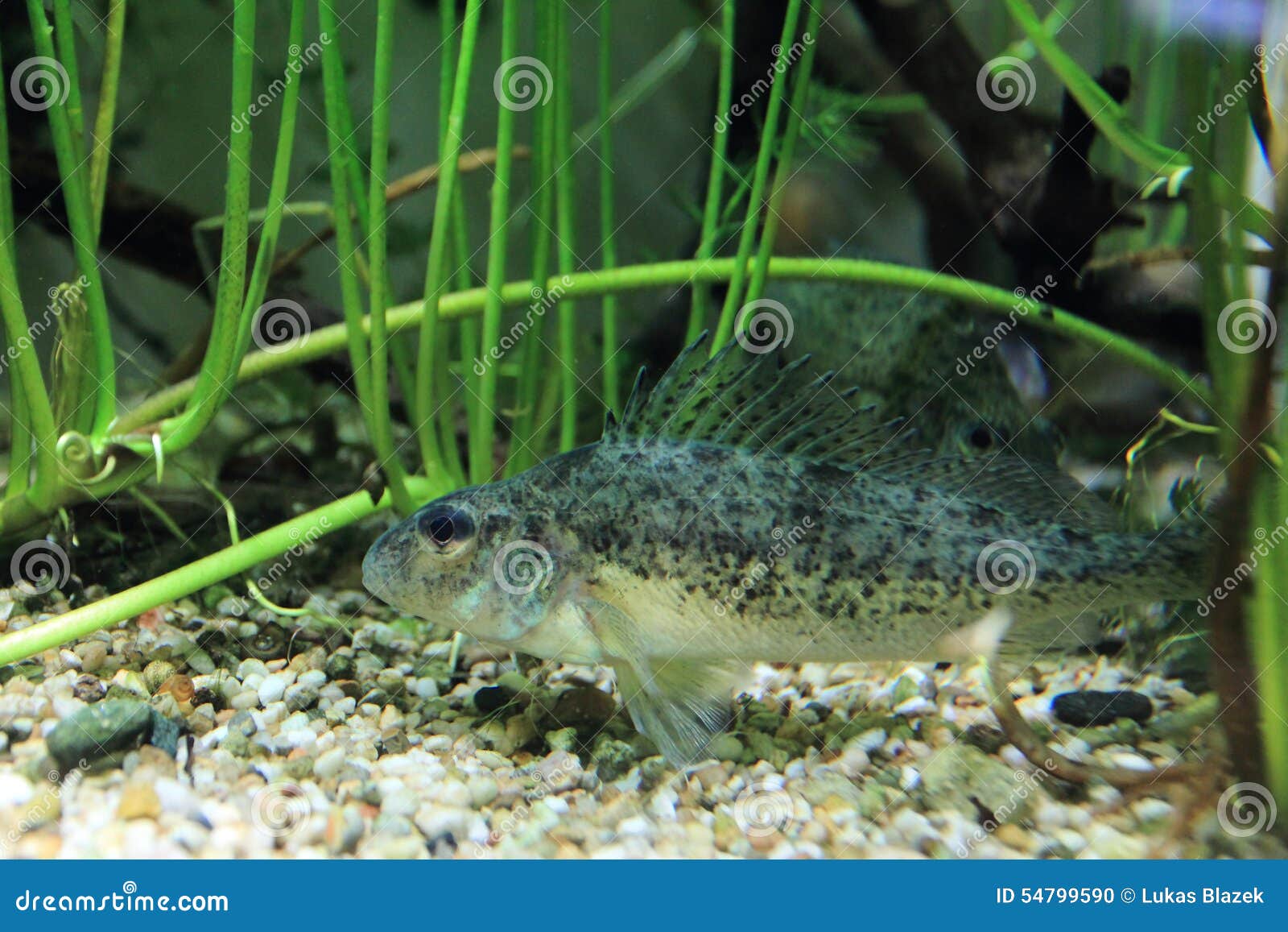 Eurasian ruffe stock photo. Image of pope, animal, water - 54799590